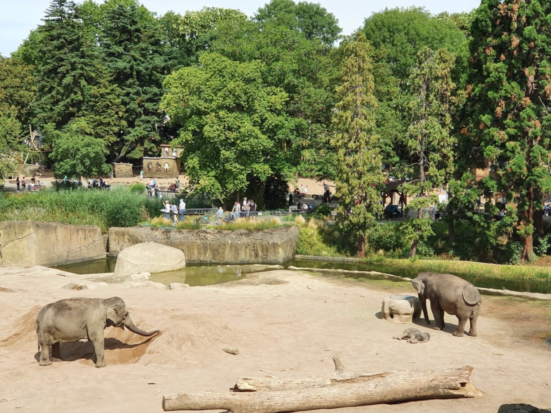 Elephant House at Cologne Zoo, Köln: Information, Tickets and Reviews