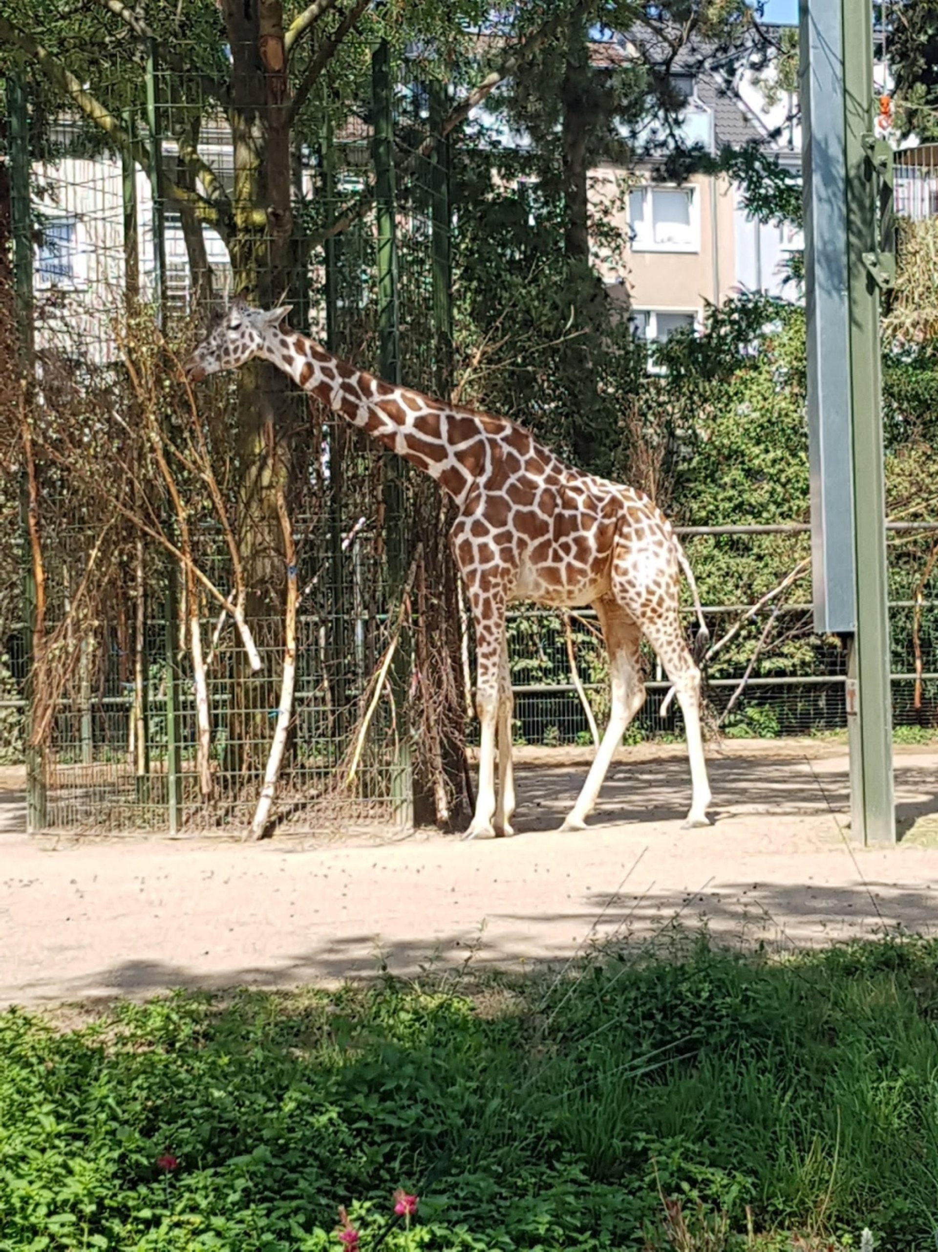 Elephant House at Cologne Zoo, Köln: Information, Tickets and Reviews