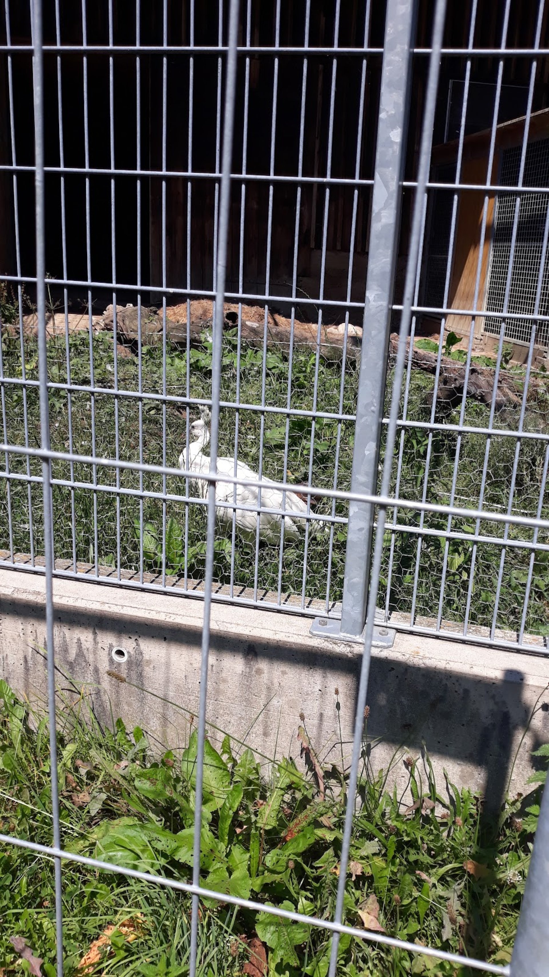 Tierhof Mittelbuch, Biberach an der Riß: Information, Tickets and Reviews