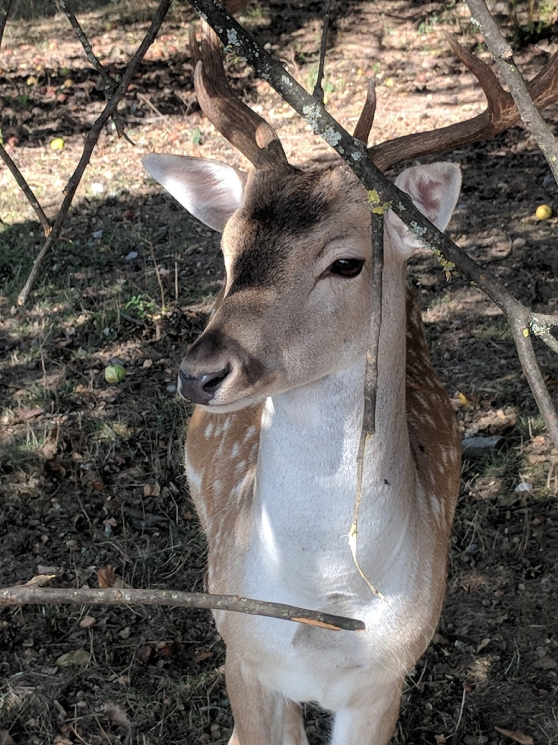 Rauch Museum, Freudenberg: Information, Tickets and Reviews