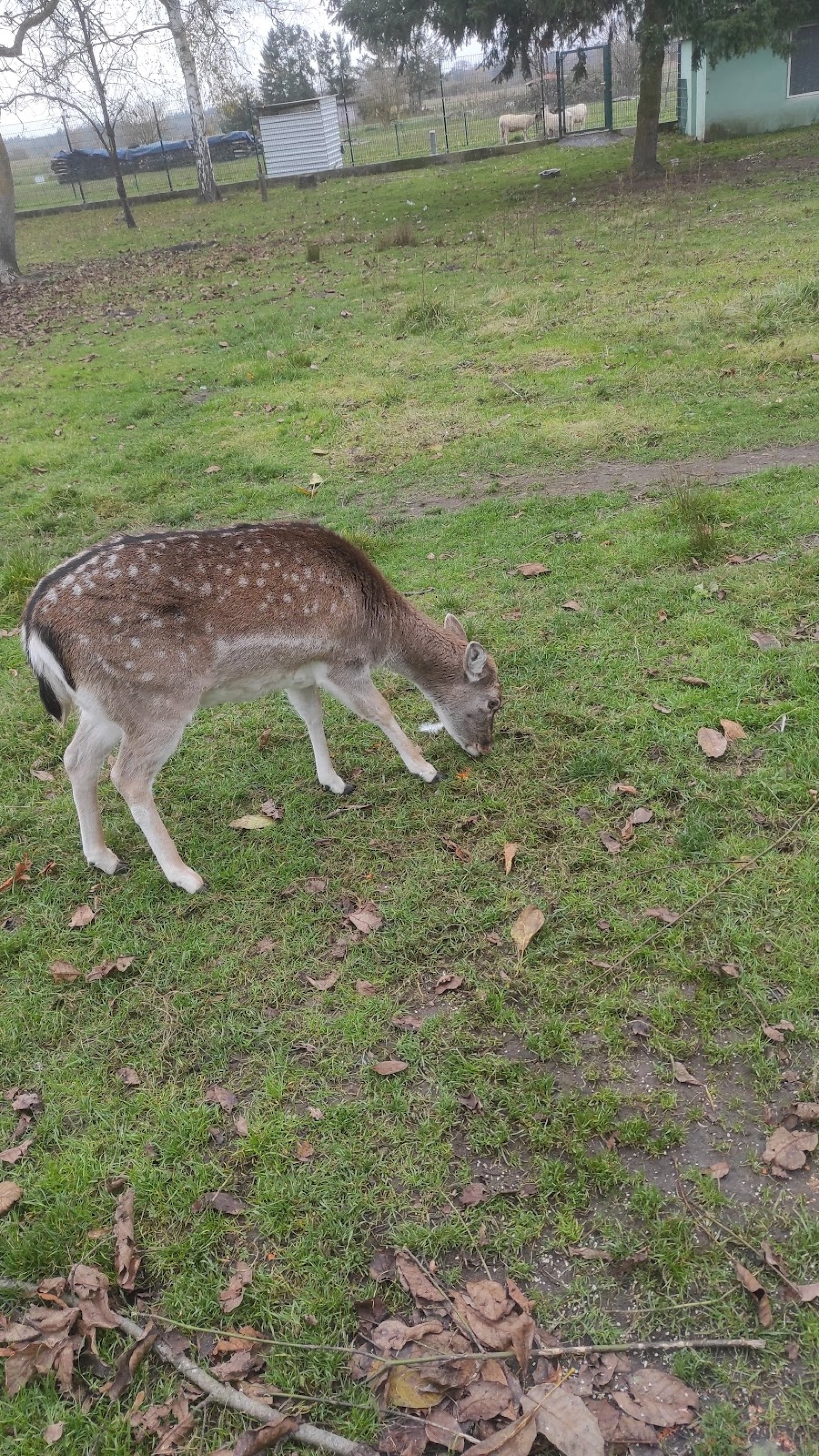 Bird Park Waghäusel: Information, Tickets and Reviews