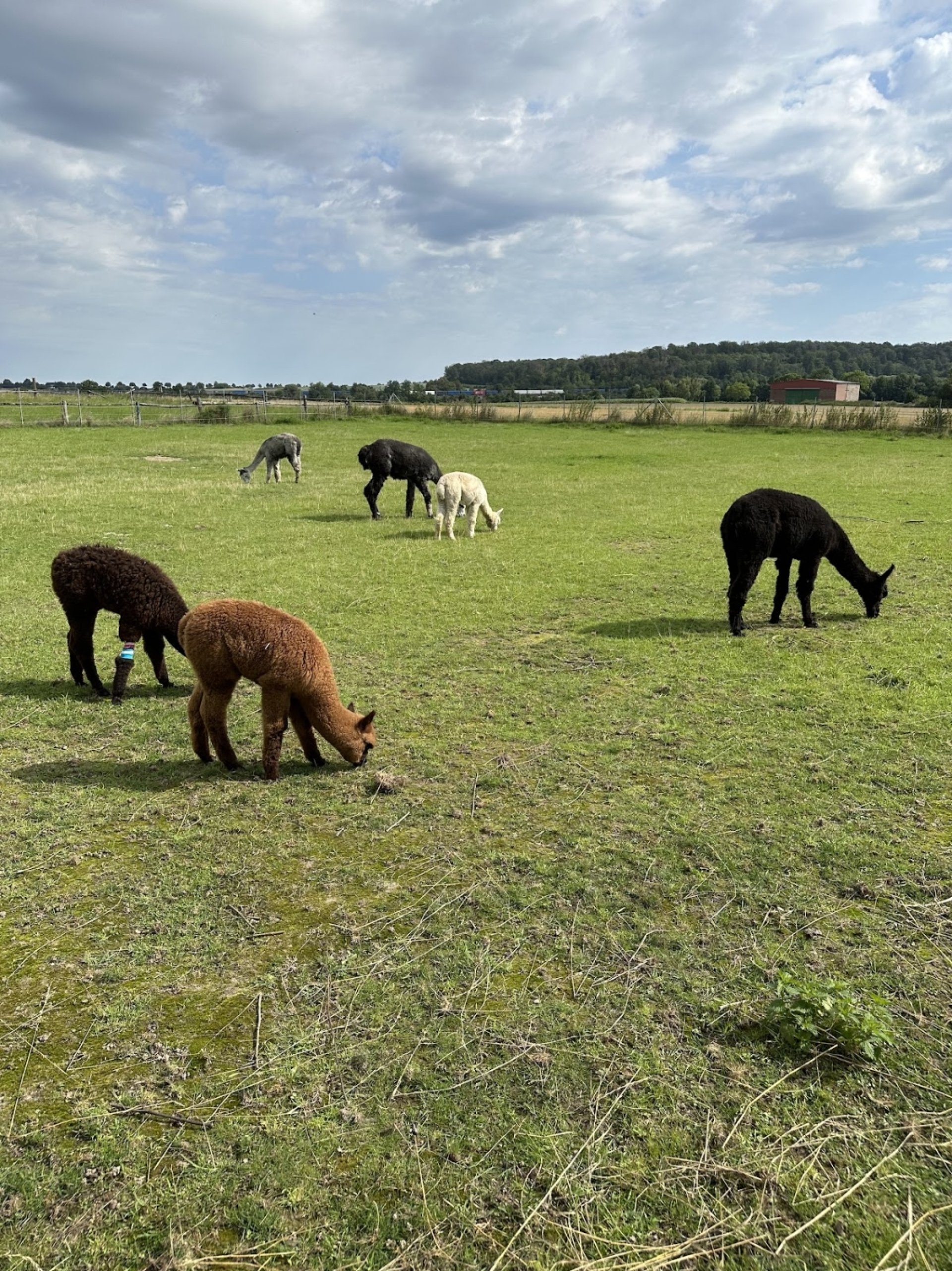 Alpaca Paradise Sonnenburg, Helmstedt: Information, Tickets and Reviews