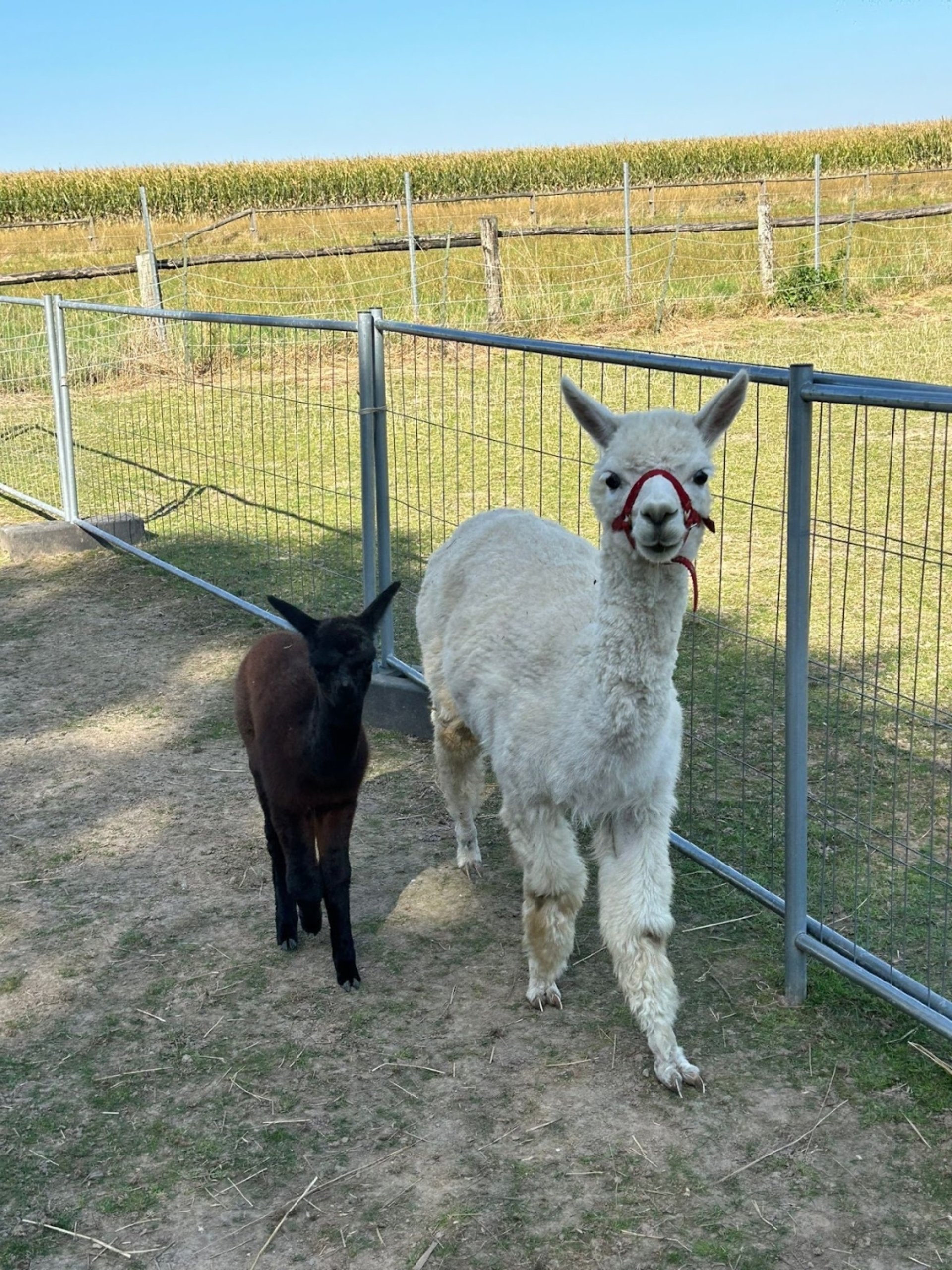 Alpaca Paradise Sonnenburg, Helmstedt: Information, Tickets and Reviews