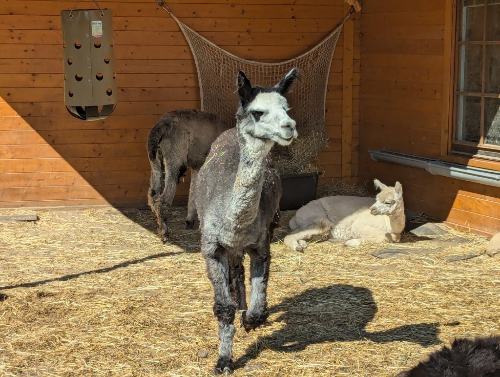 Alpaca Paradise Sonnenburg, Helmstedt: Information, Tickets and Reviews