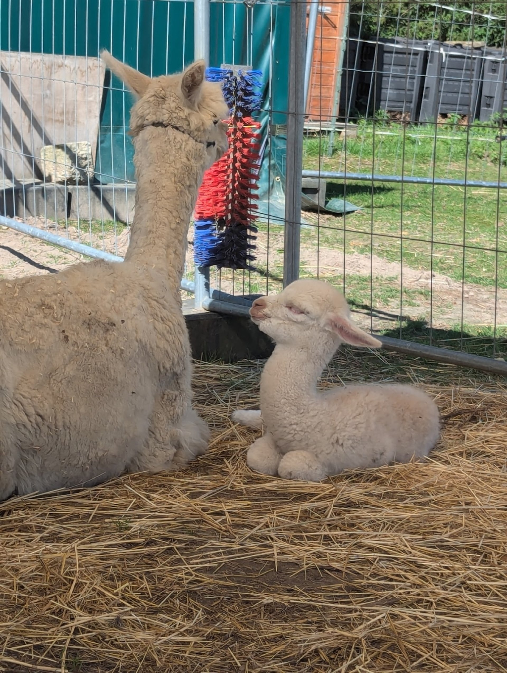 Alpaca Paradise Sonnenburg, Helmstedt: Information, Tickets and Reviews