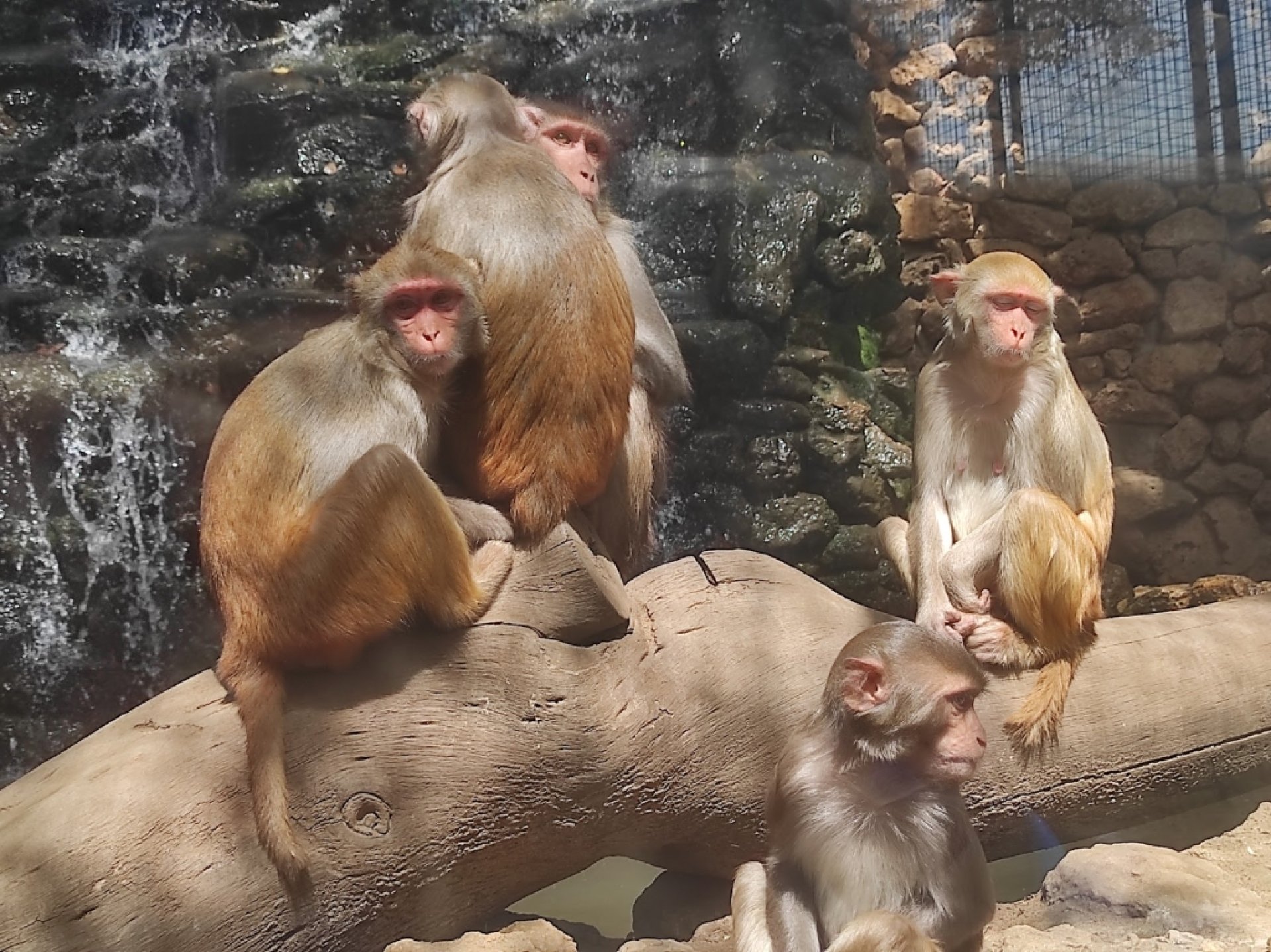 Zoo de Castellar, Castellar de la Frontera: Información, Entradas y ...