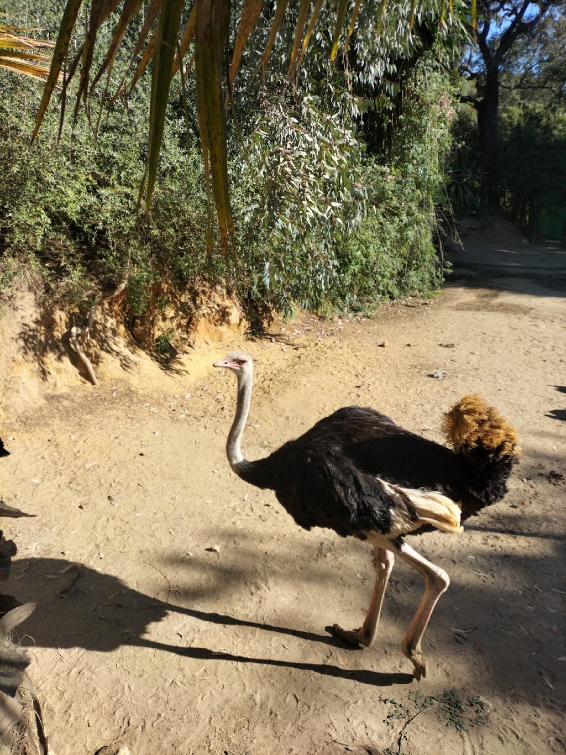 Zoo de Castellar, Castellar de la Frontera: Información, Entradas y ...