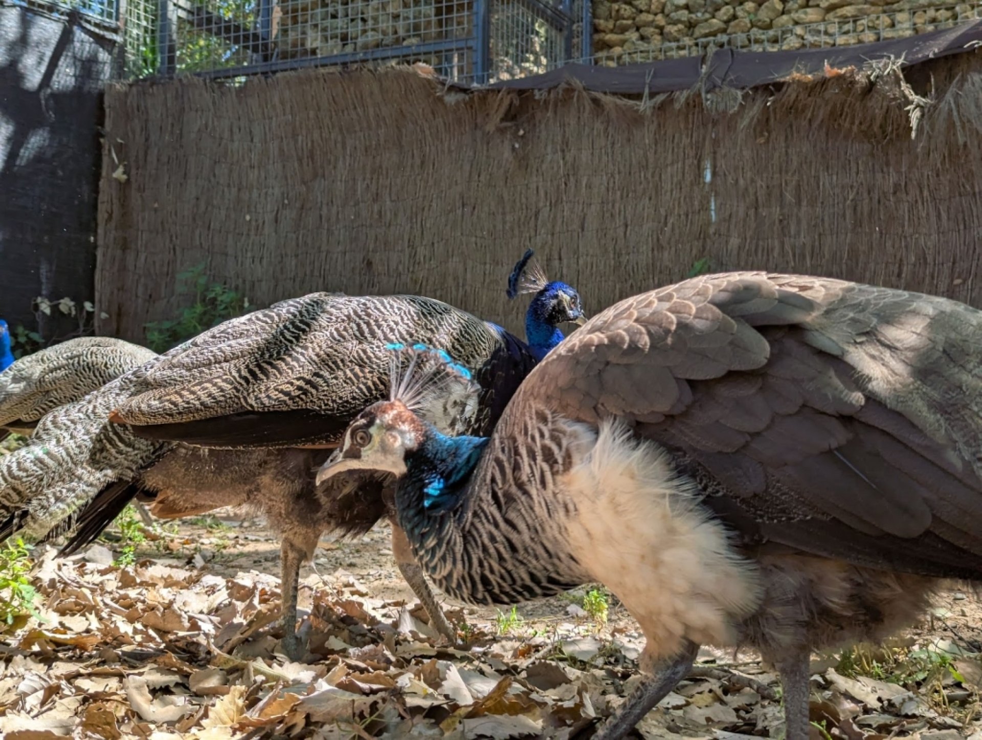 Zoo de Castellar, Castellar de la Frontera: Información, Entradas y ...