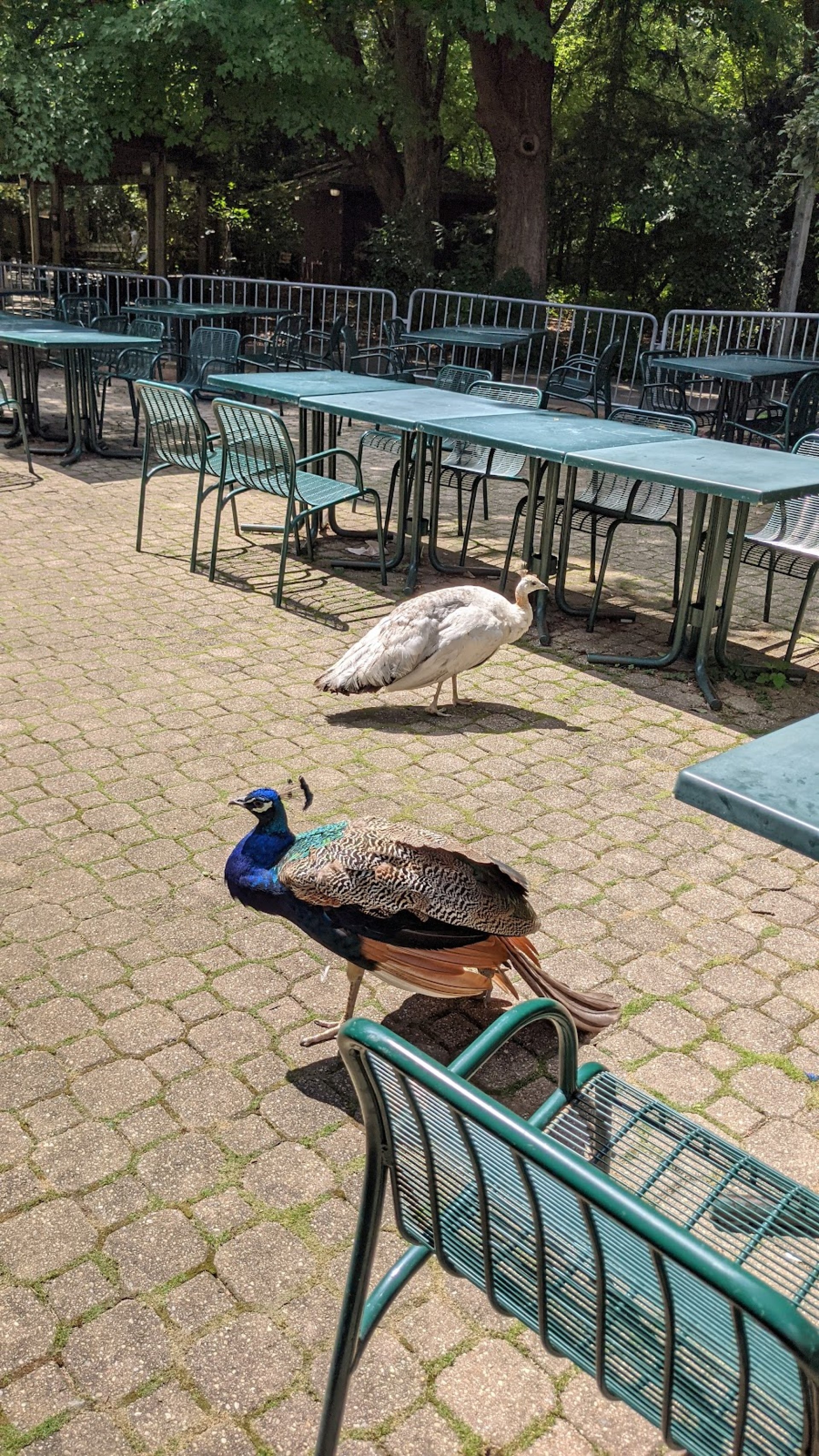 Binder Park Zoo, Battle Creek, MI: Information, Tickets and Reviews