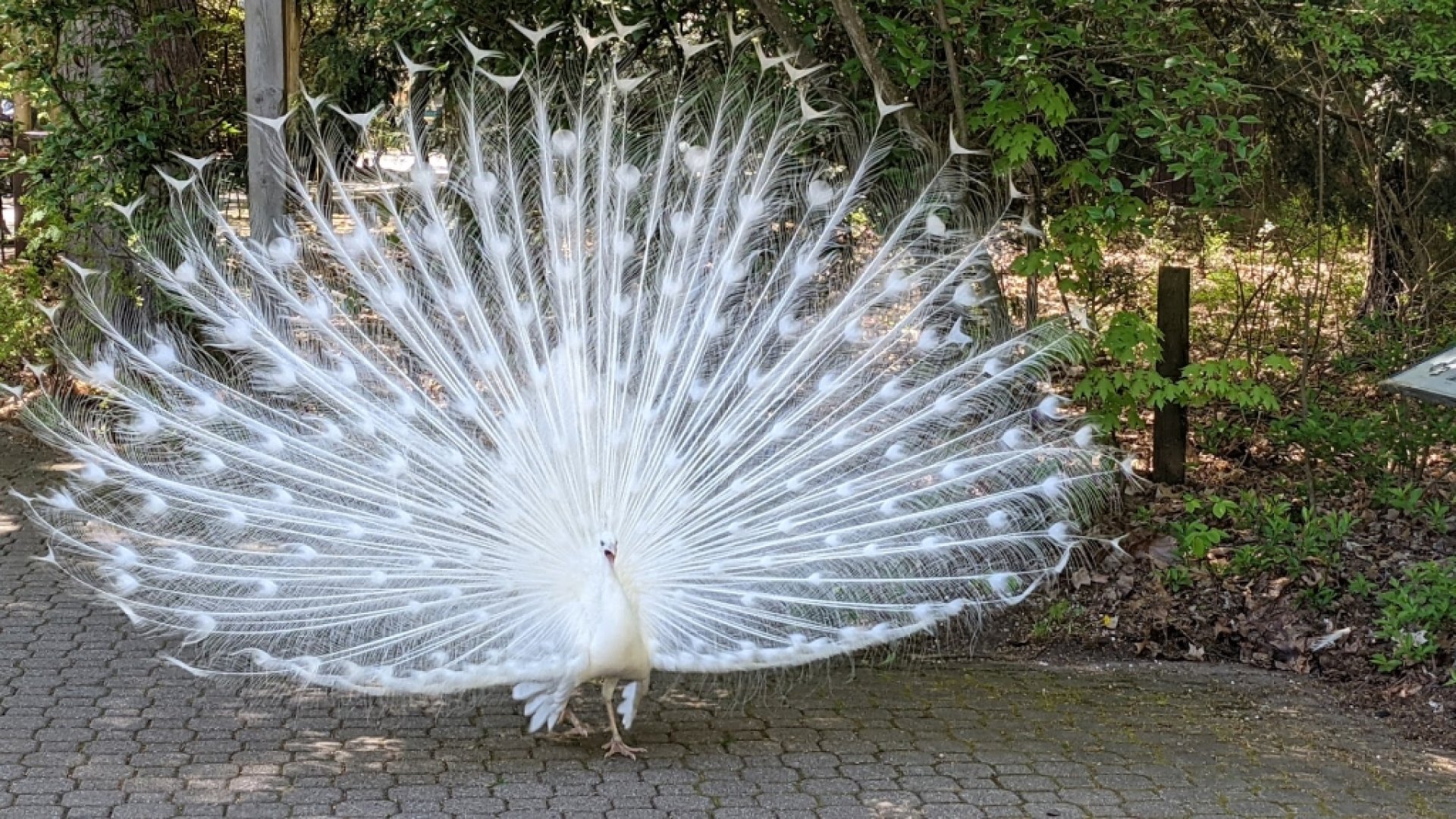 Binder Park Zoo, Battle Creek, MI: Information, Tickets and Reviews