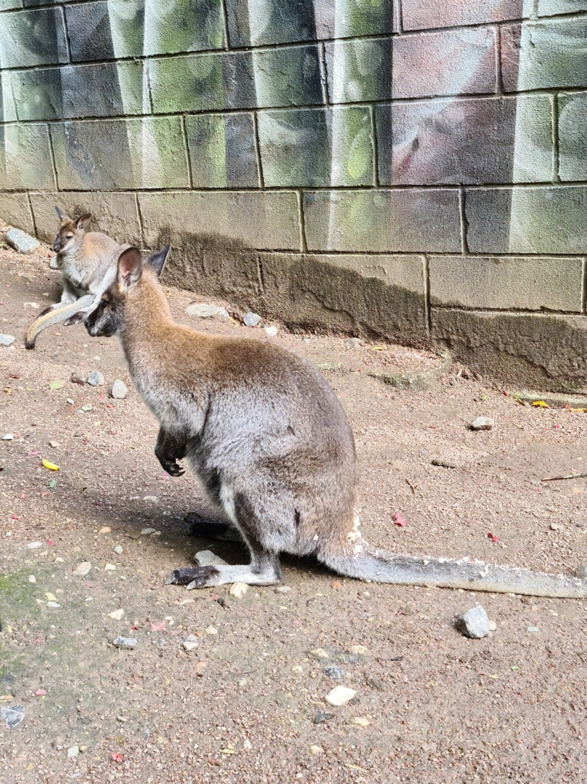 Odense Zoo: Information, Tickets and Reviews