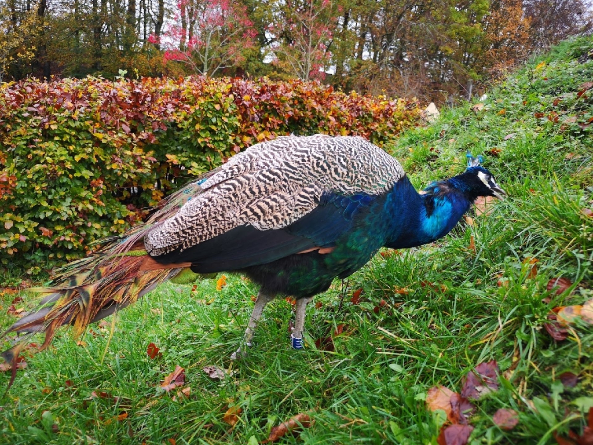 Ree Park Safari, Rønde: Information, Tickets and Reviews