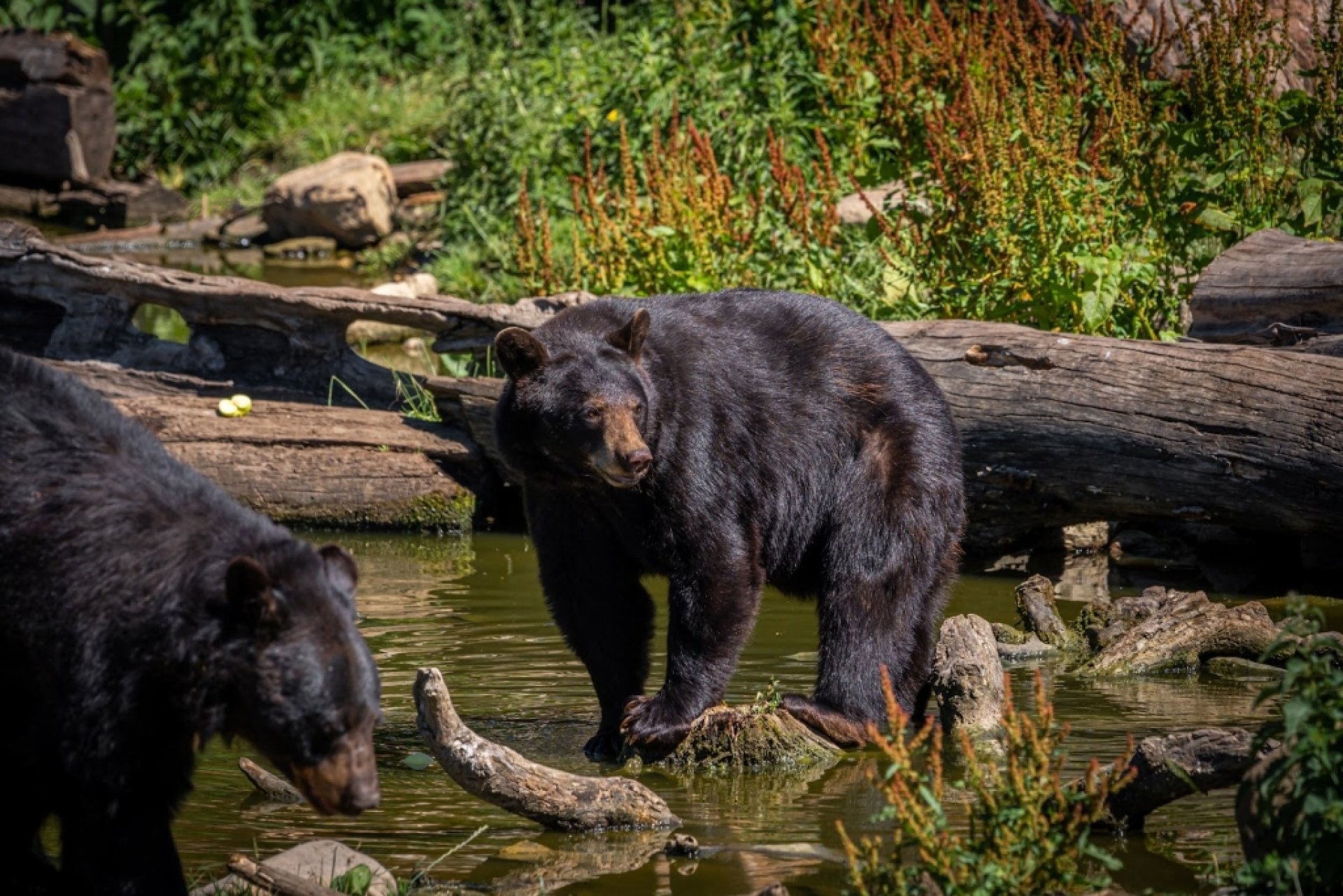 Ree Park Safari, Rønde: Information, Tickets and Reviews