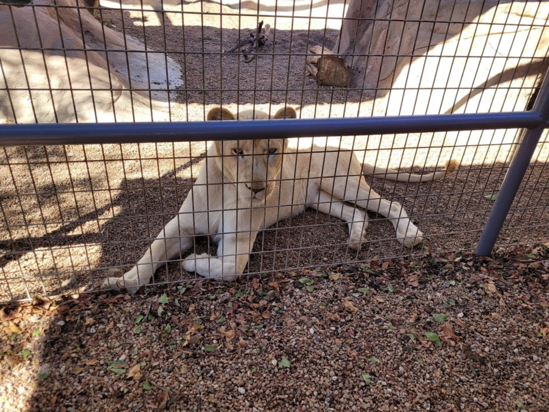 Animal World & Snake Farm Zoo, New Braunfels, TX: Information, Tickets ...