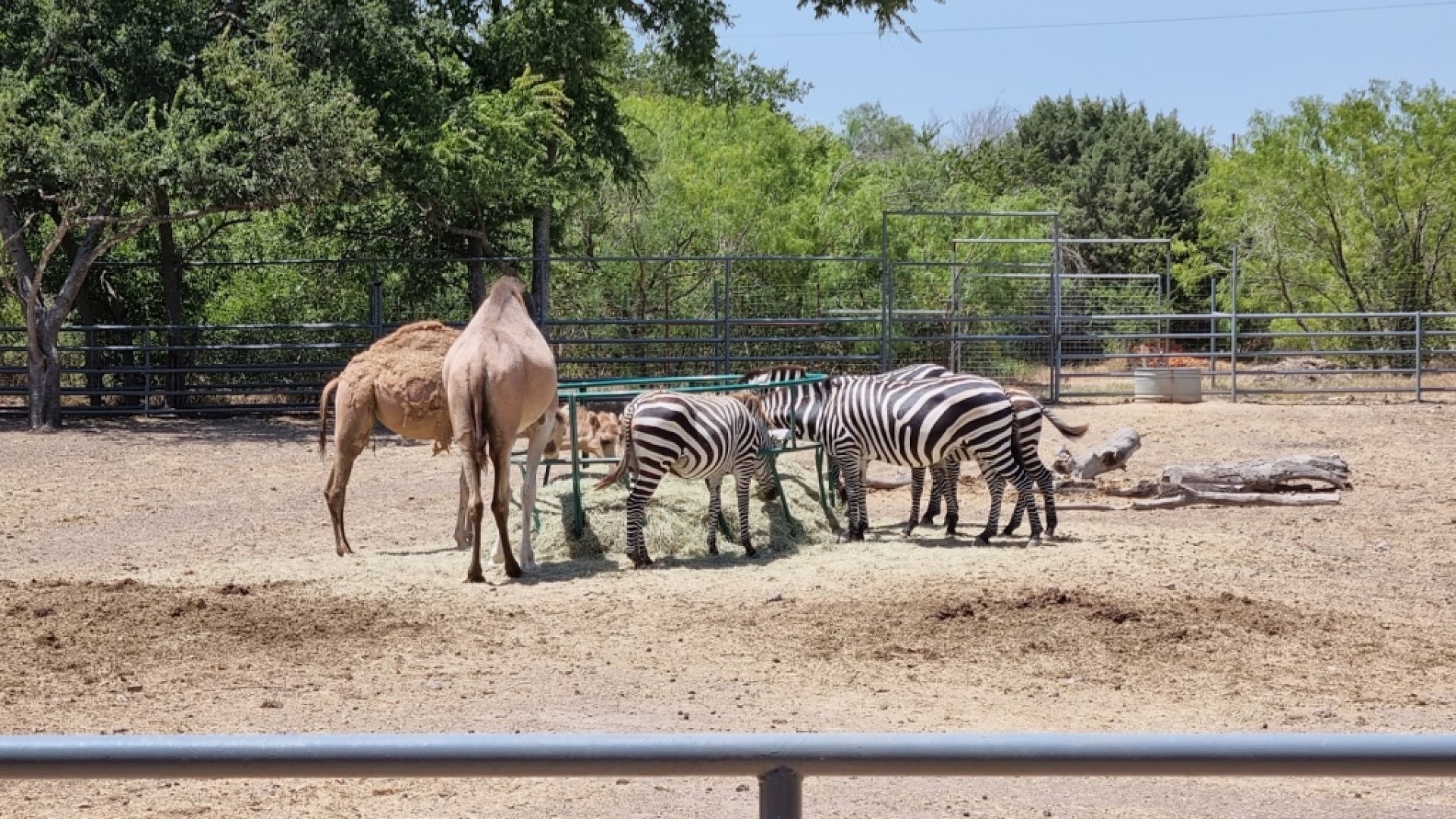 Animal World & Snake Farm Zoo, New Braunfels, TX: Information, Tickets ...