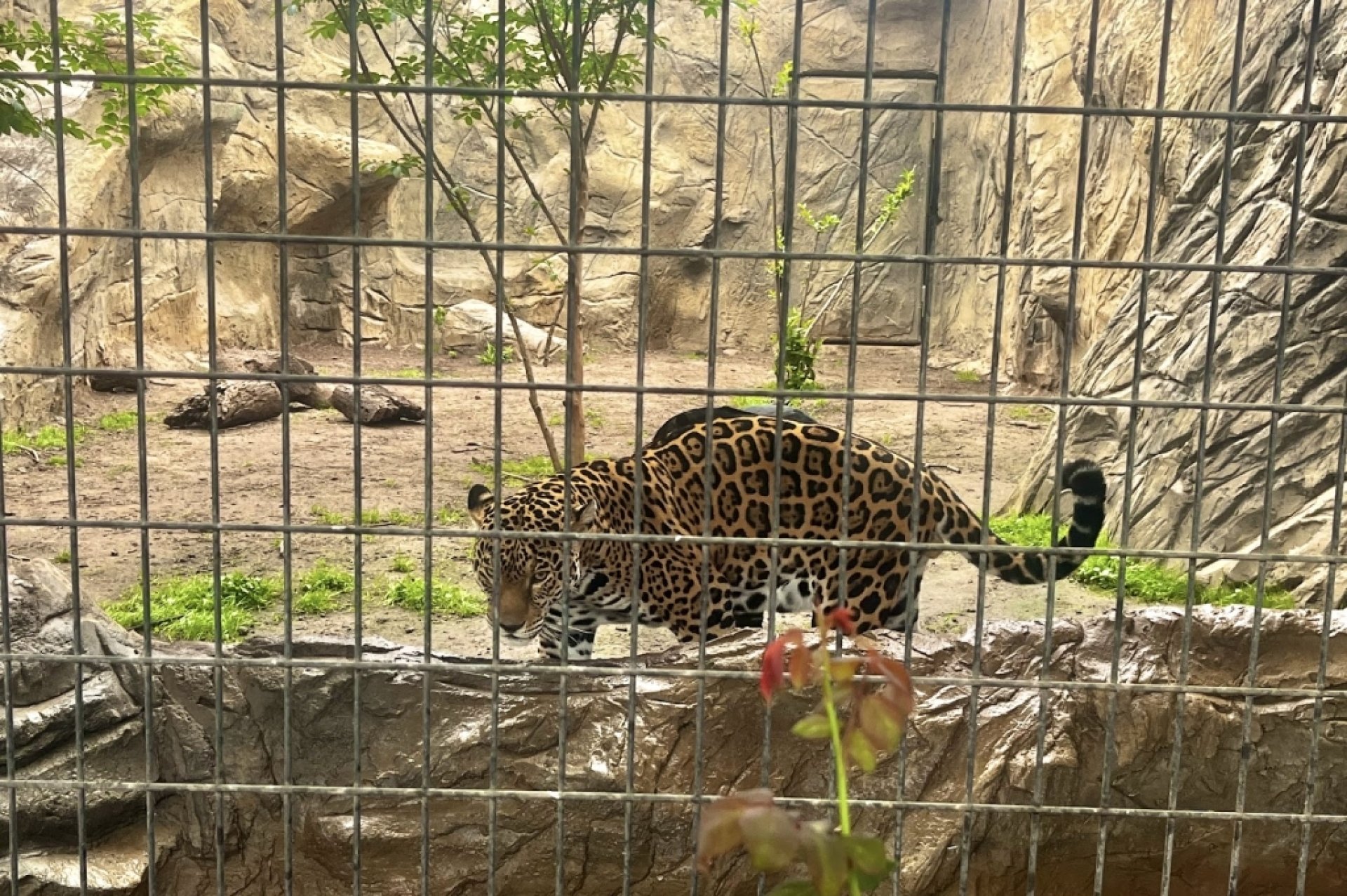 Animal World & Snake Farm Zoo, New Braunfels, TX: Information, Tickets ...