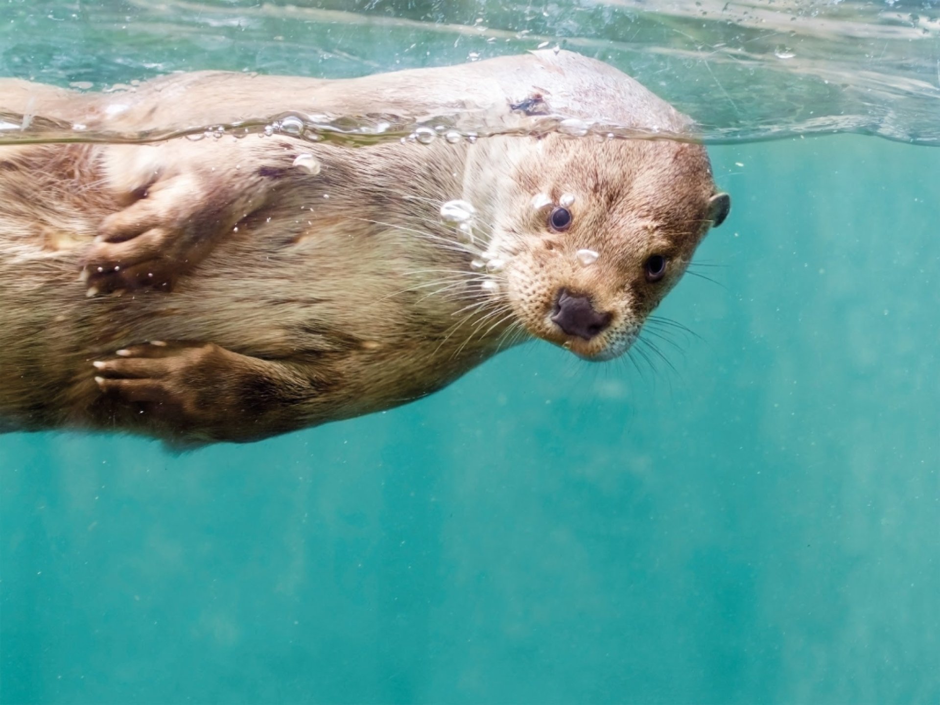 AQUA Aquarium & Wildlife Park, Silkeborg: Information, Tickets and Reviews