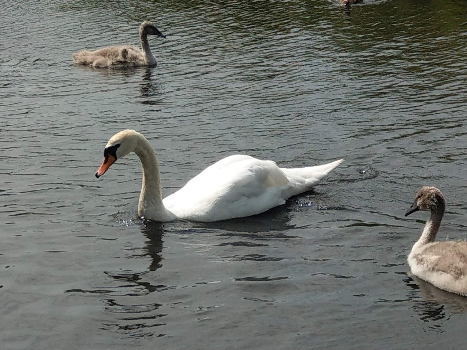 AQUA Aquarium & Wildlife Park, Silkeborg: Information, Tickets and Reviews