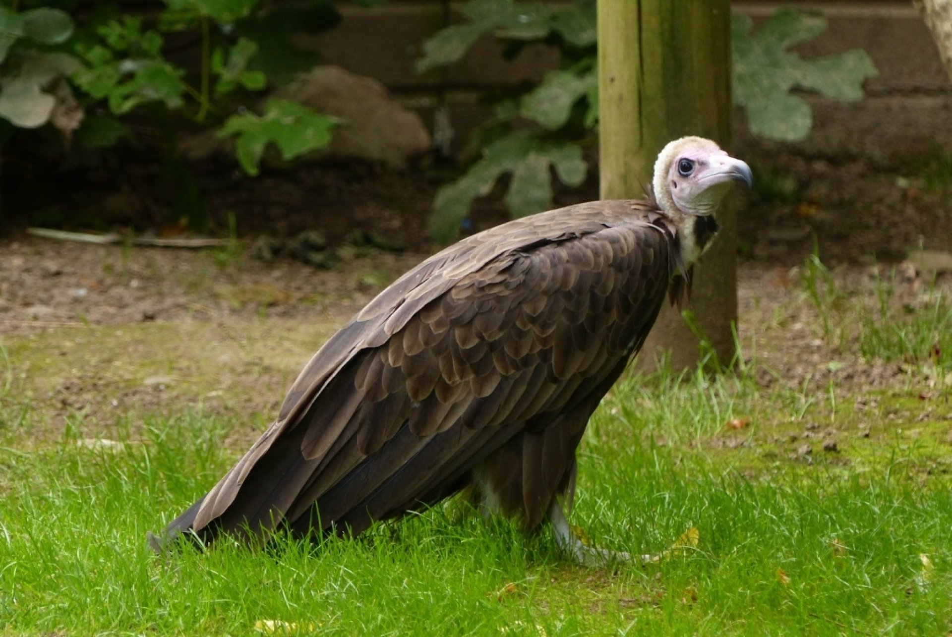 The Eagles of Lake Geneva, Sciez: Information, Tickets and Reviews