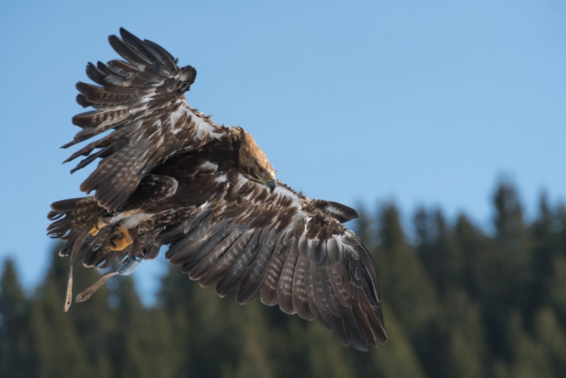 The Eagles of Lake Geneva, Sciez: Information, Tickets and Reviews