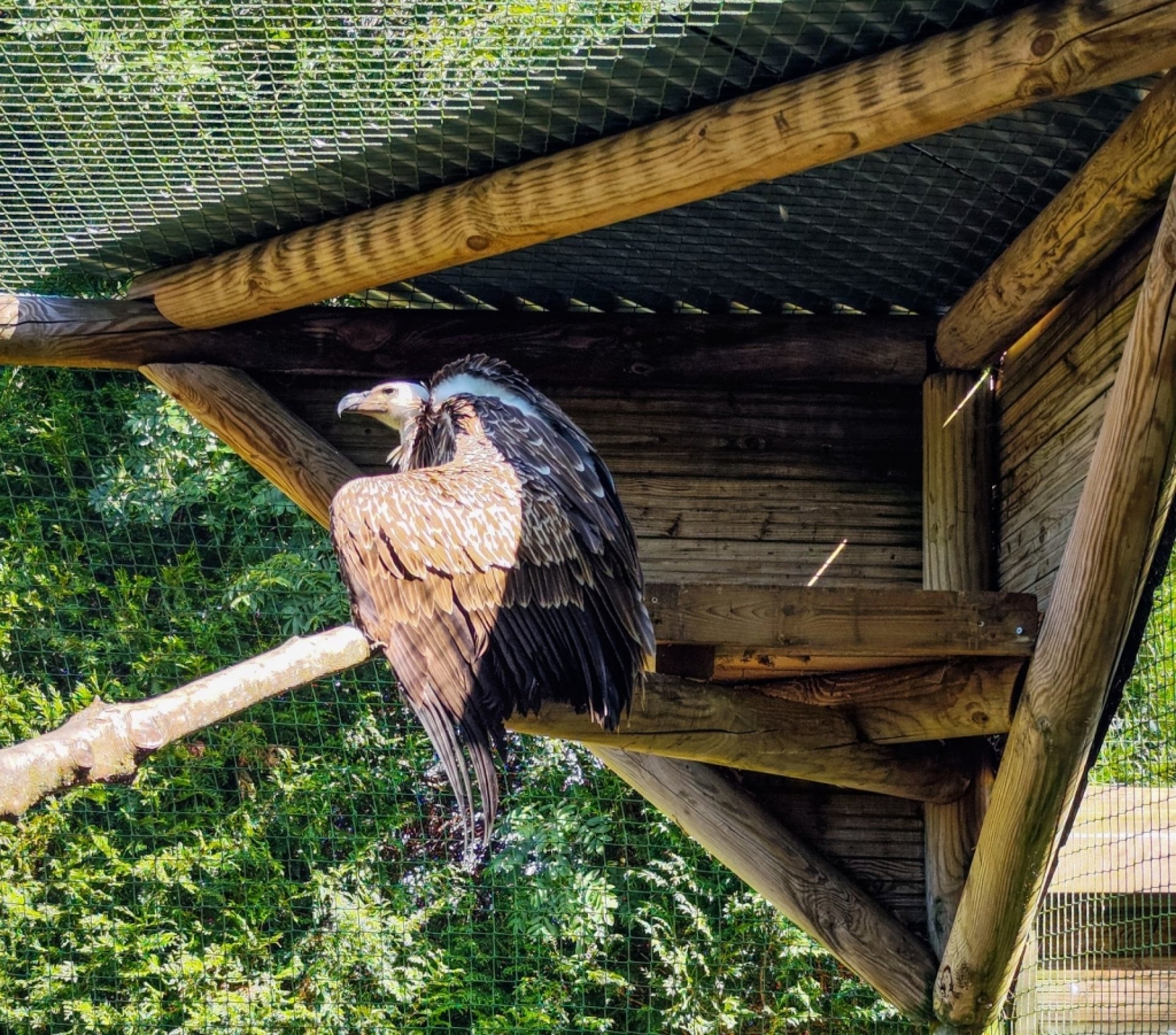 The Eagles of Lake Geneva, Sciez: Information, Tickets and Reviews