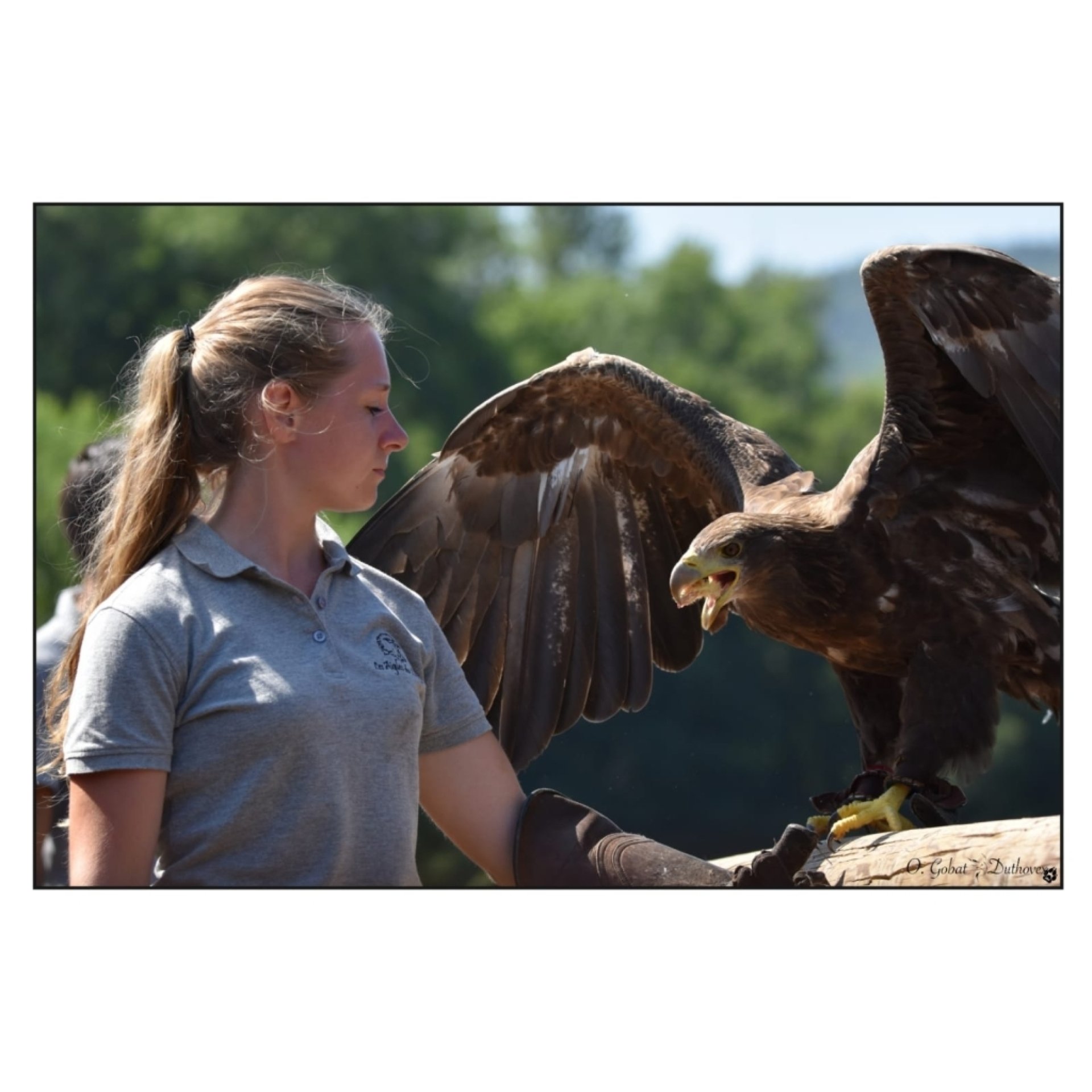 The Eagles of Lake Geneva, Sciez: Information, Tickets and Reviews