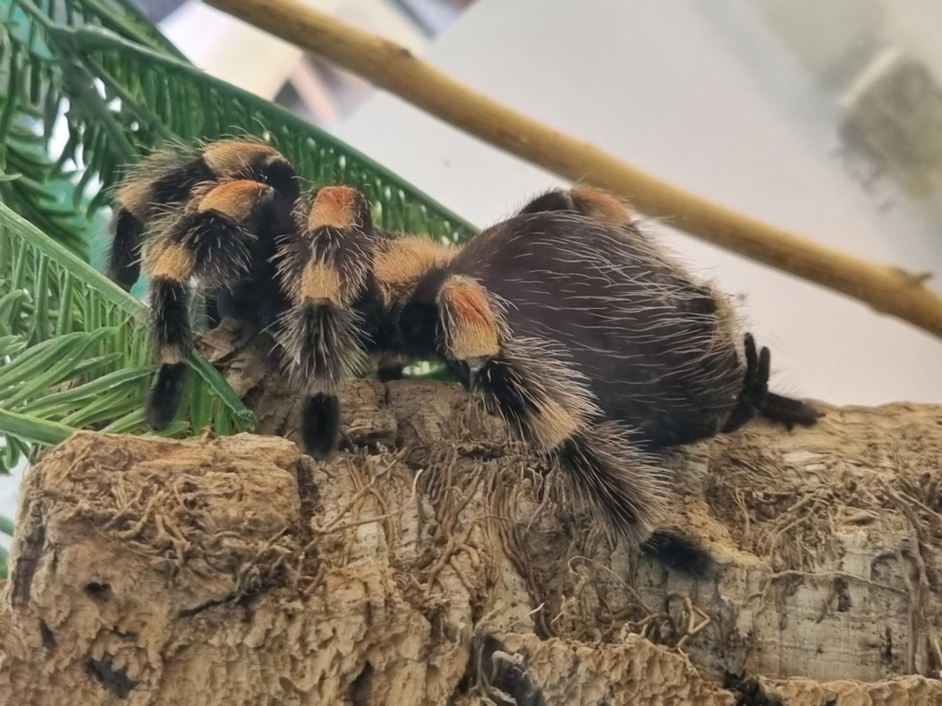 Reptiland, Brive-la-Gaillarde: Information, Tickets and Reviews