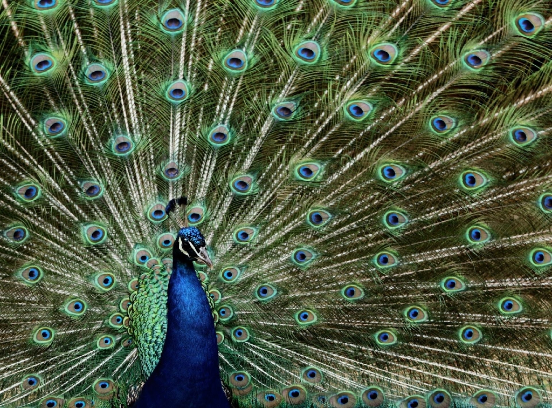 THE BIRDS OF THE POITEVIN MARSH Ornithological Park and Embarkation ...