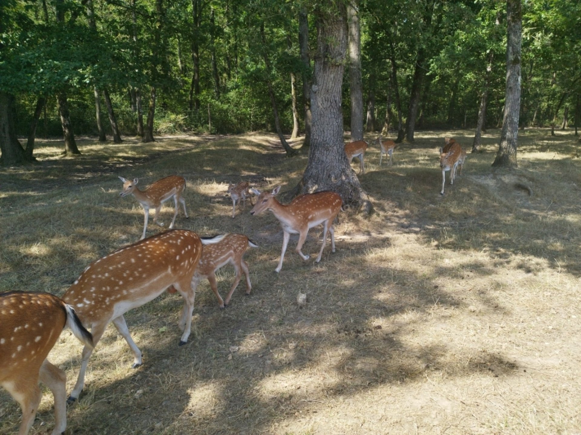 Safari Train, Autrèche: Information, Tickets and Reviews