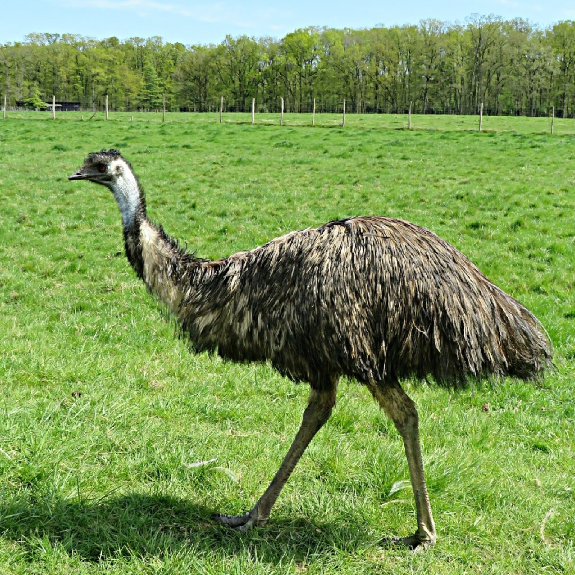 Safari Train, Autrèche: Information, Tickets and Reviews