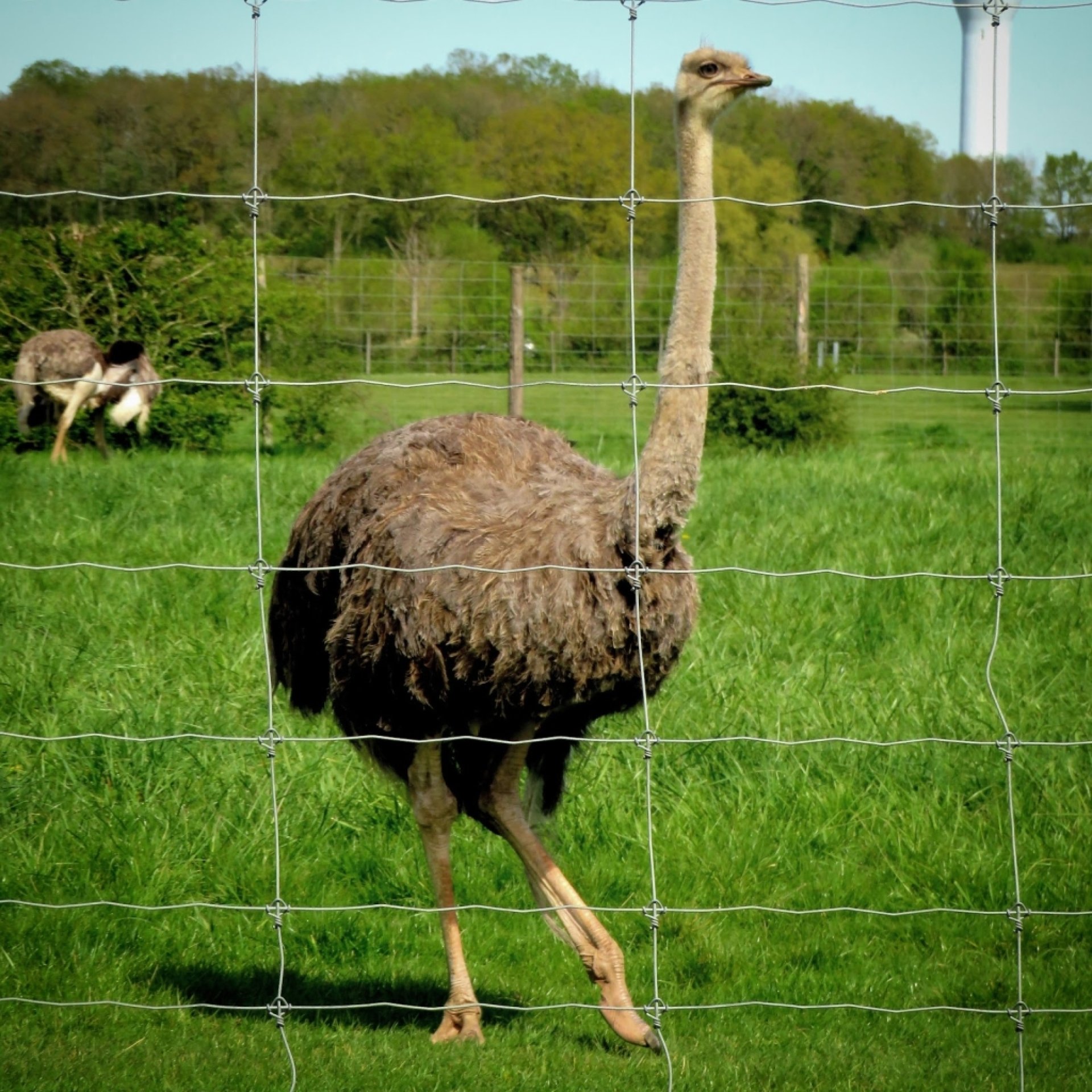 Safari Train, Autrèche: Information, Tickets and Reviews