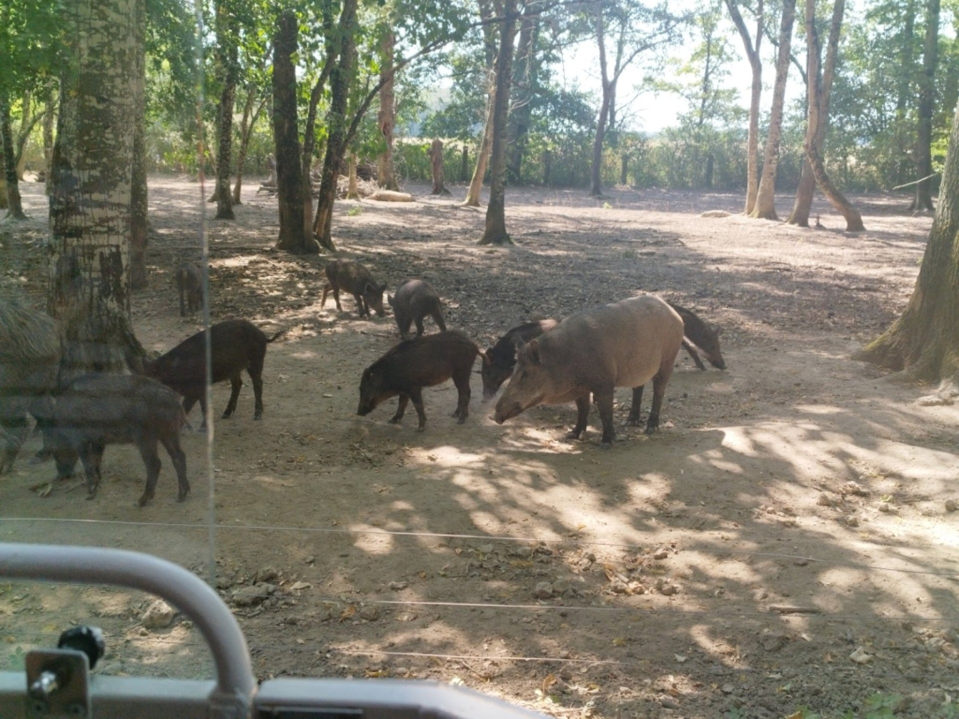 Safari Train, Autrèche: Information, Tickets and Reviews