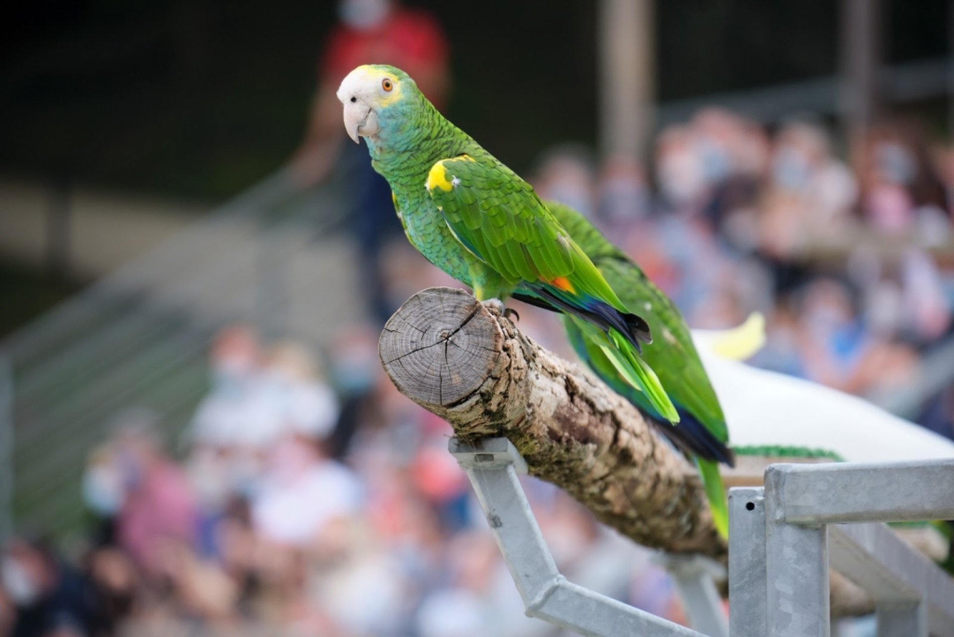 The Masters of the Air, Saint-Aignan: Information, Tickets and Reviews