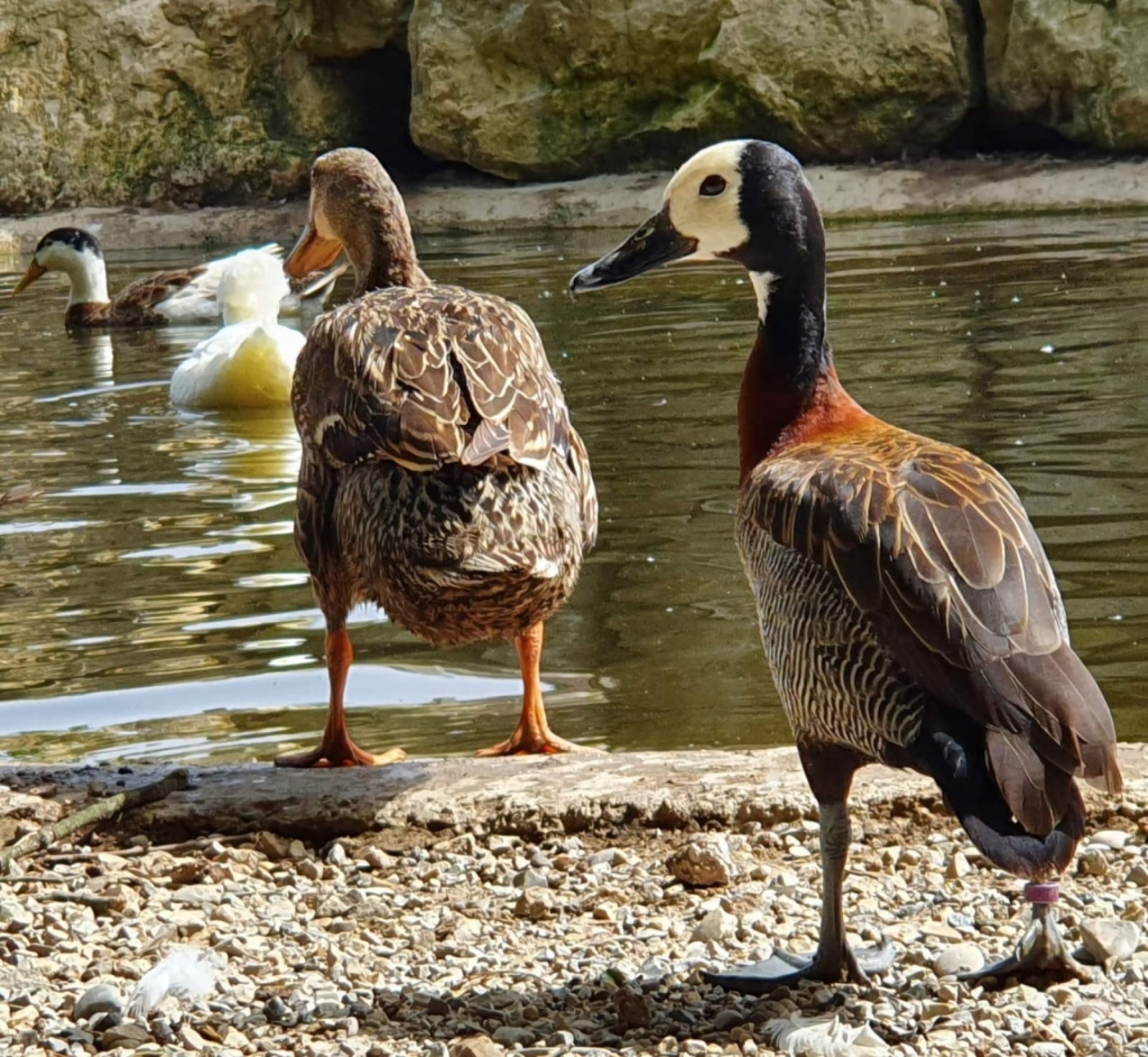 The Enchanted Postman's Farm, Hauterives: Information, Tickets and Reviews