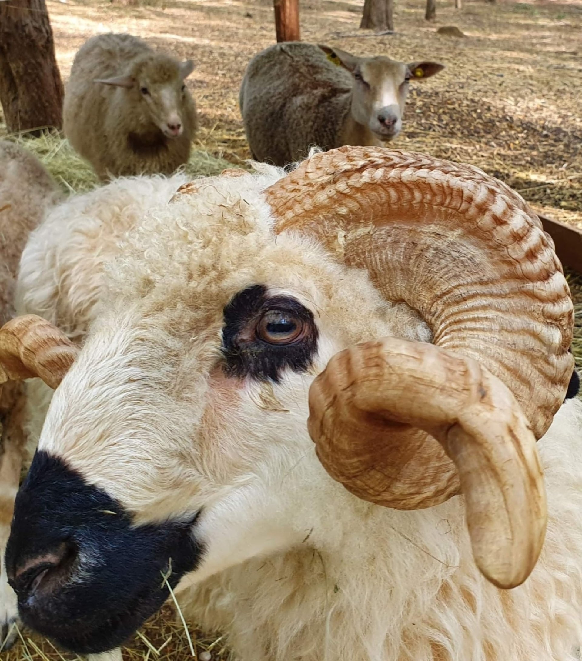 The Enchanted Postman's Farm, Hauterives: Information, Tickets and Reviews