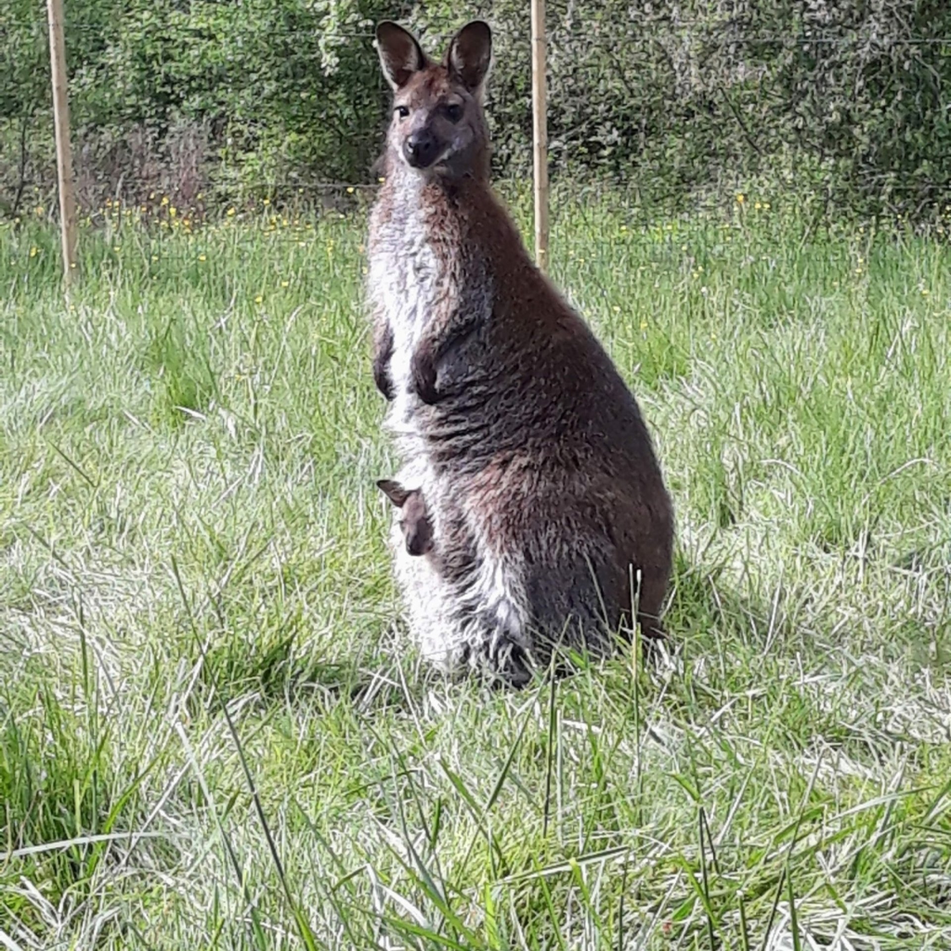 Zoo Refugio de Mescoules/Bergerac, Mescoulès: Información, Entradas y ...