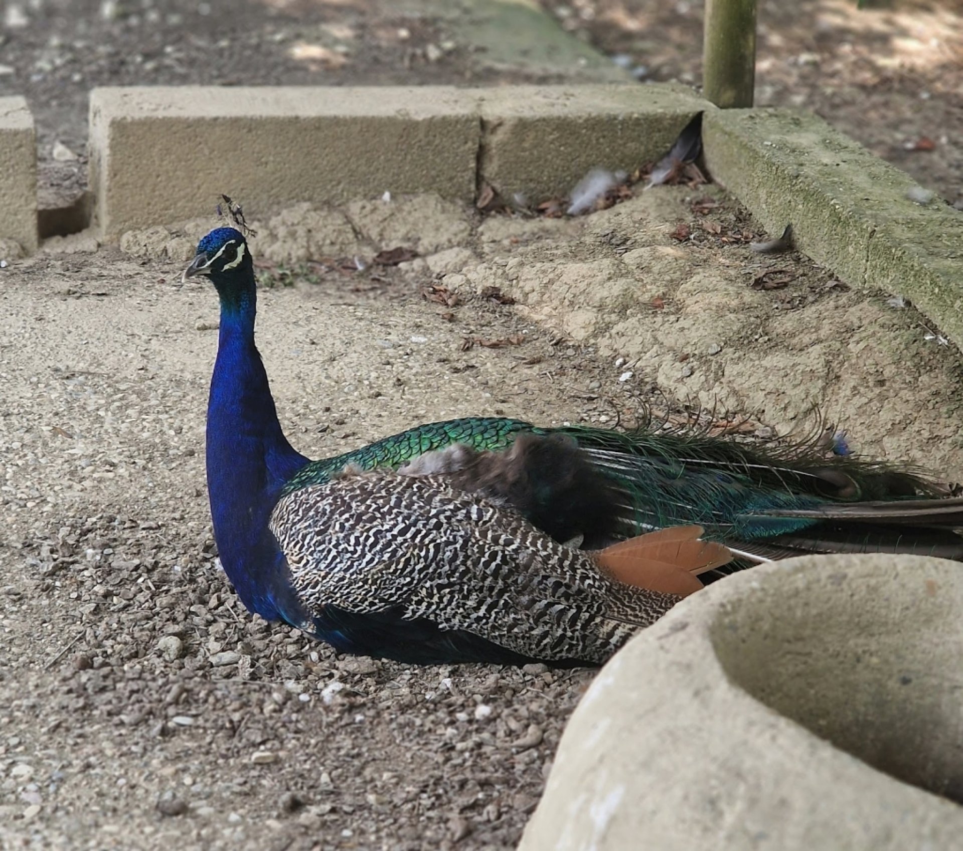 Zoo Refugio de Mescoules/Bergerac, Mescoulès: Información, Entradas y ...