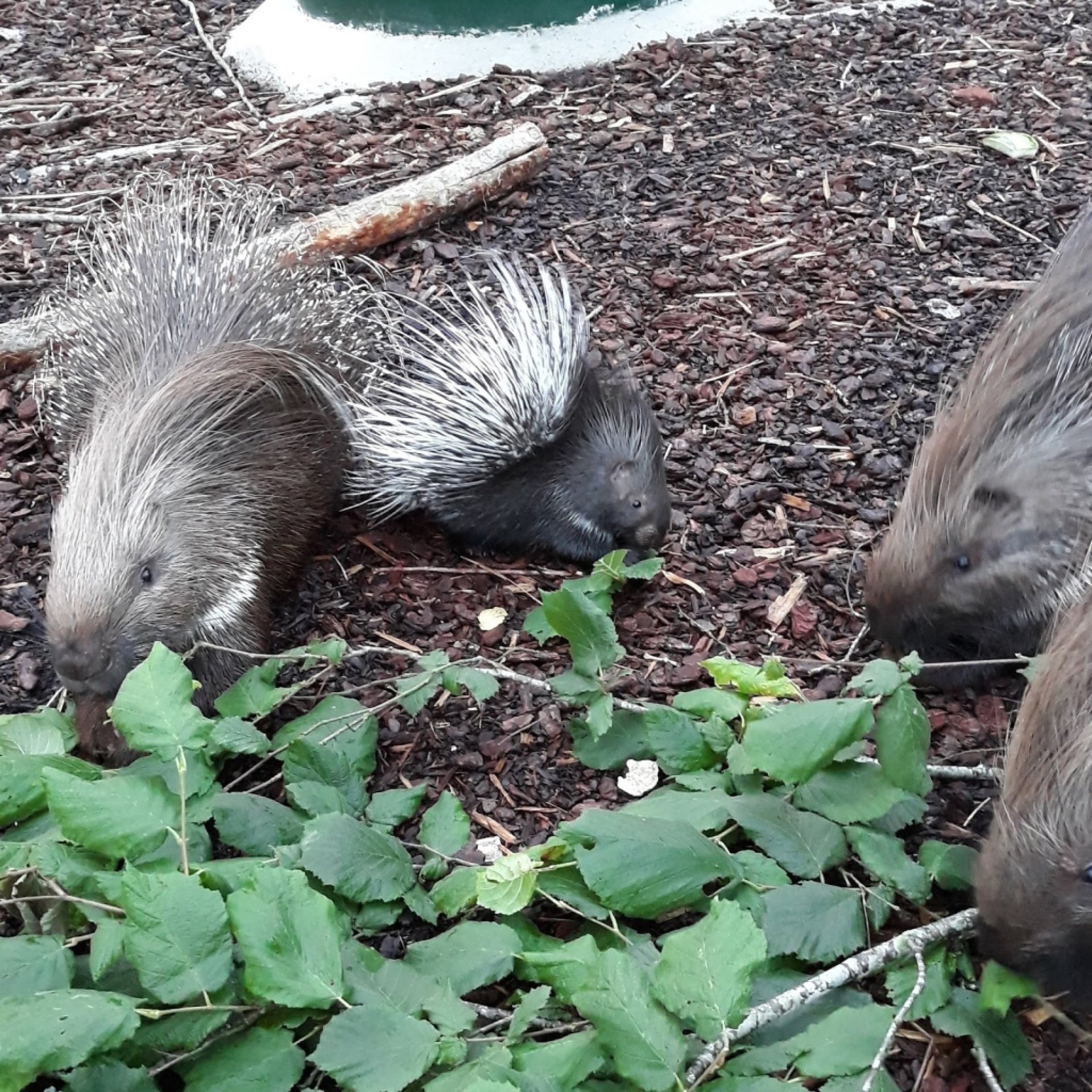 Zoo Refugio de Mescoules/Bergerac, Mescoulès: Información, Entradas y ...
