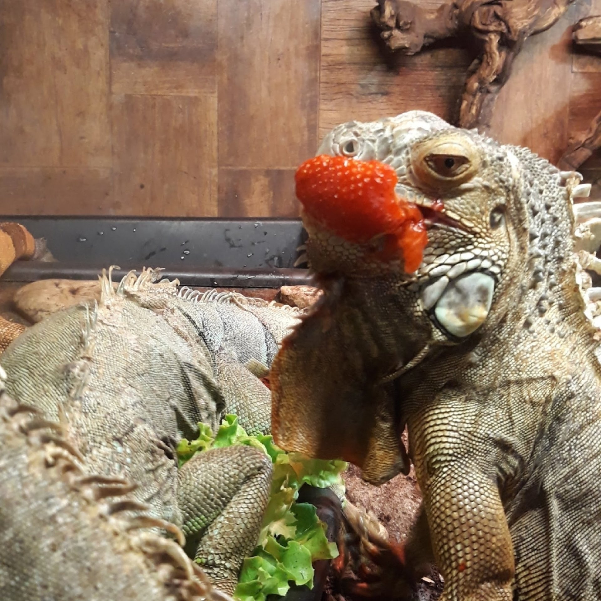 Zoo Refugio de Mescoules/Bergerac, Mescoulès: Información, Entradas y ...