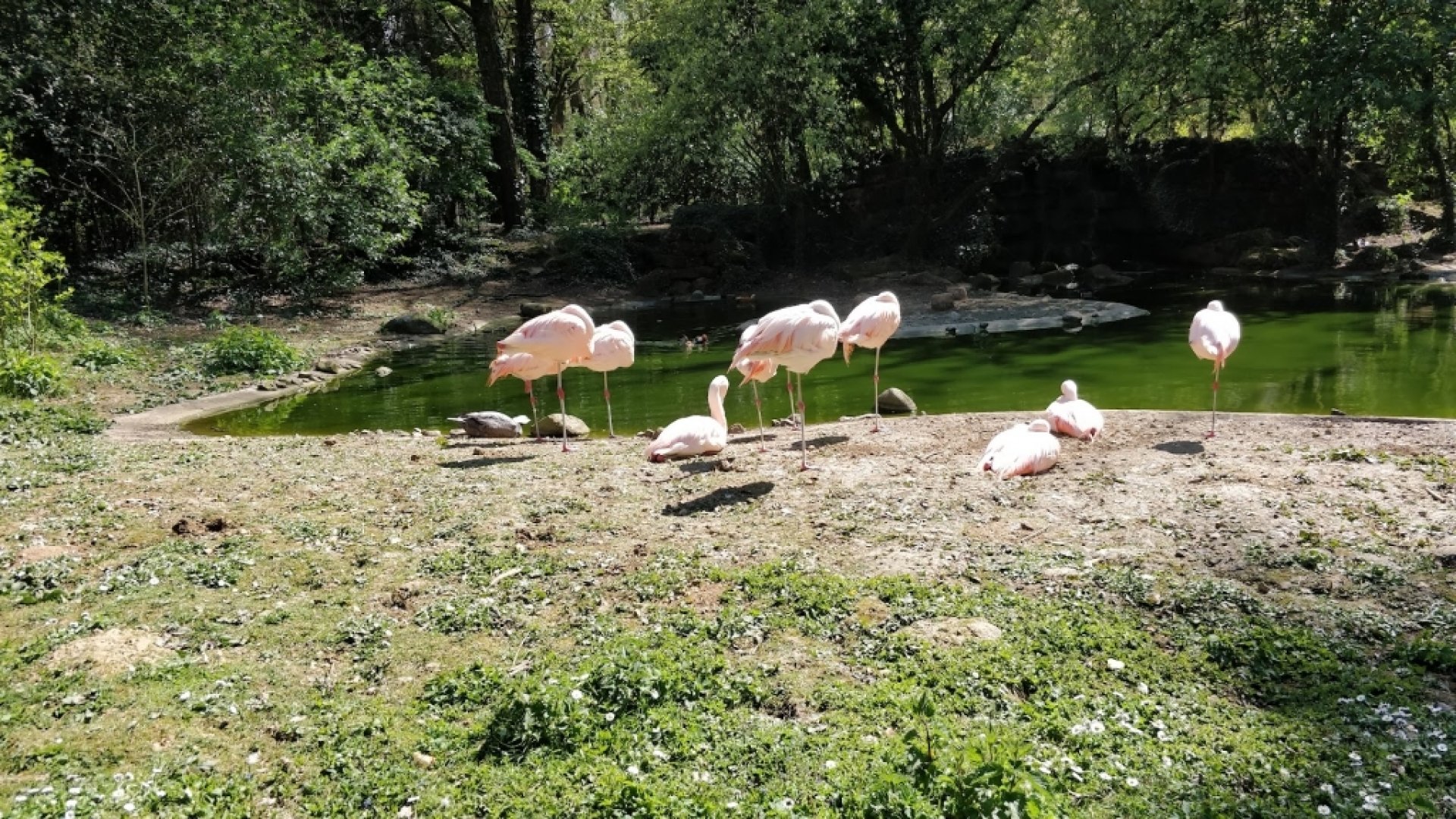 Zoo St. Pierre Woods, Smarves: Information, Tickets and Reviews