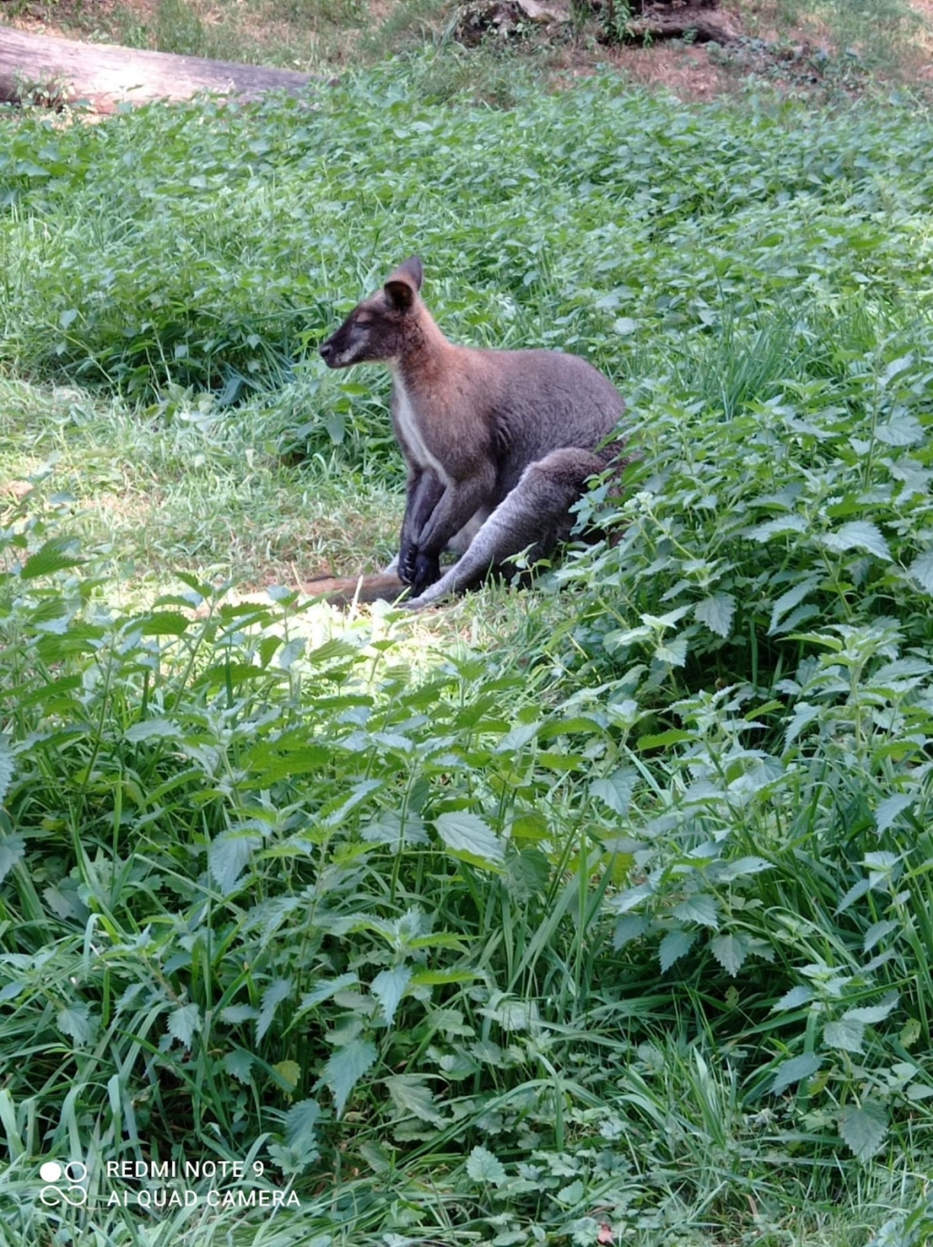Parque Natural y Fauna - Los Días Felices, Saléchan: Información ...