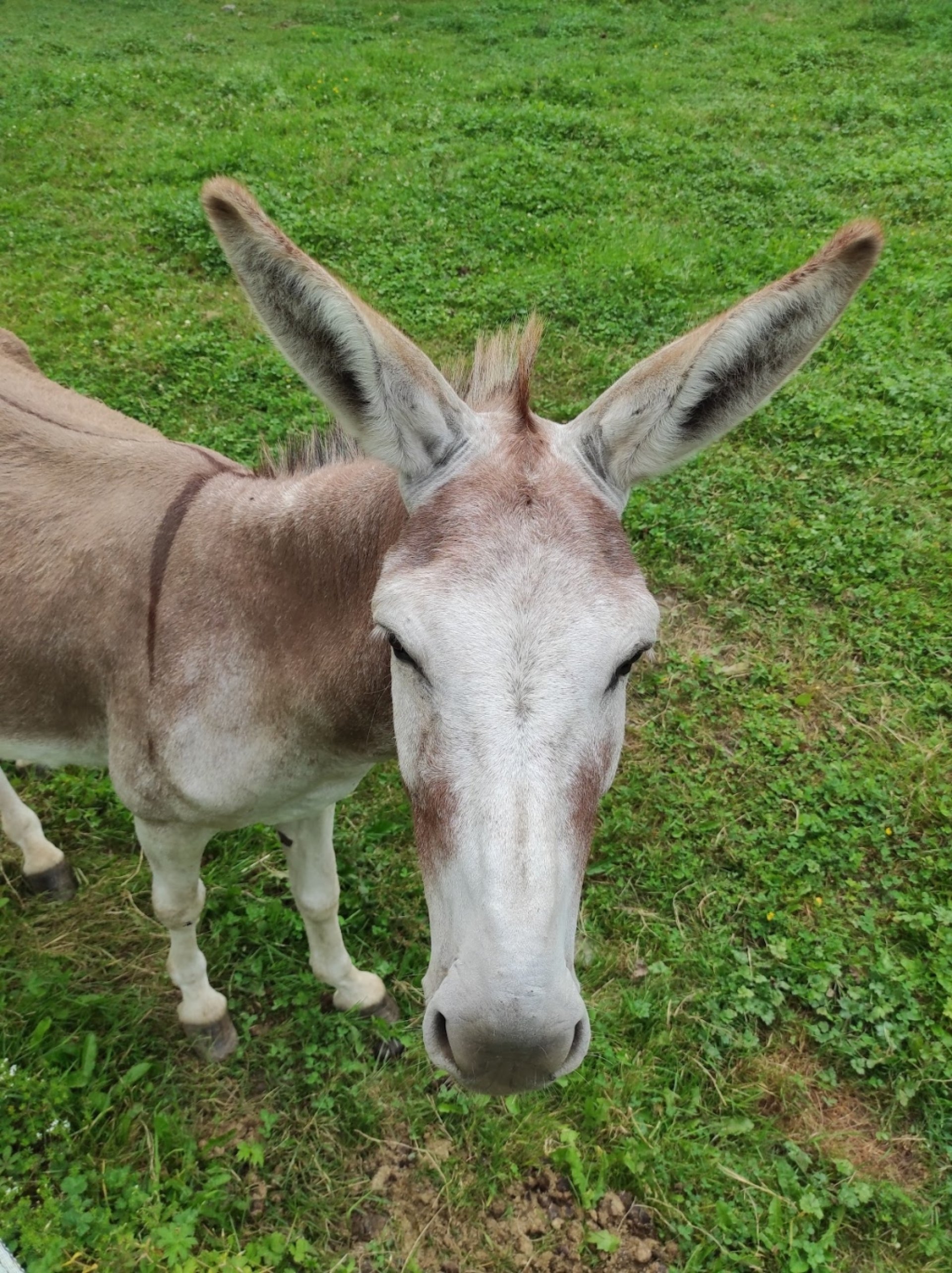 Parque Natural y Fauna - Los Días Felices, Saléchan: Información ...
