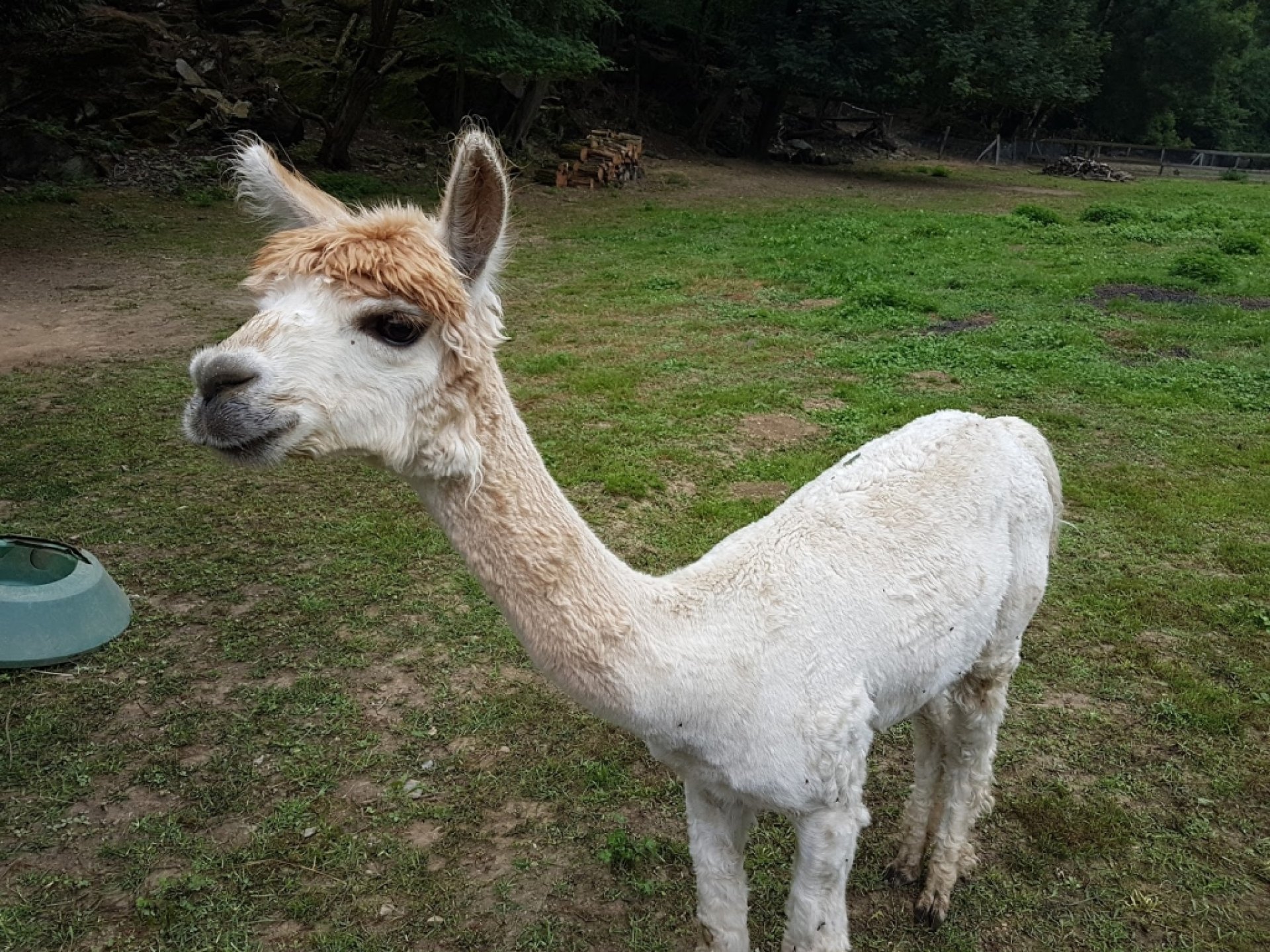 Parque Natural y Fauna - Los Días Felices, Saléchan: Información ...