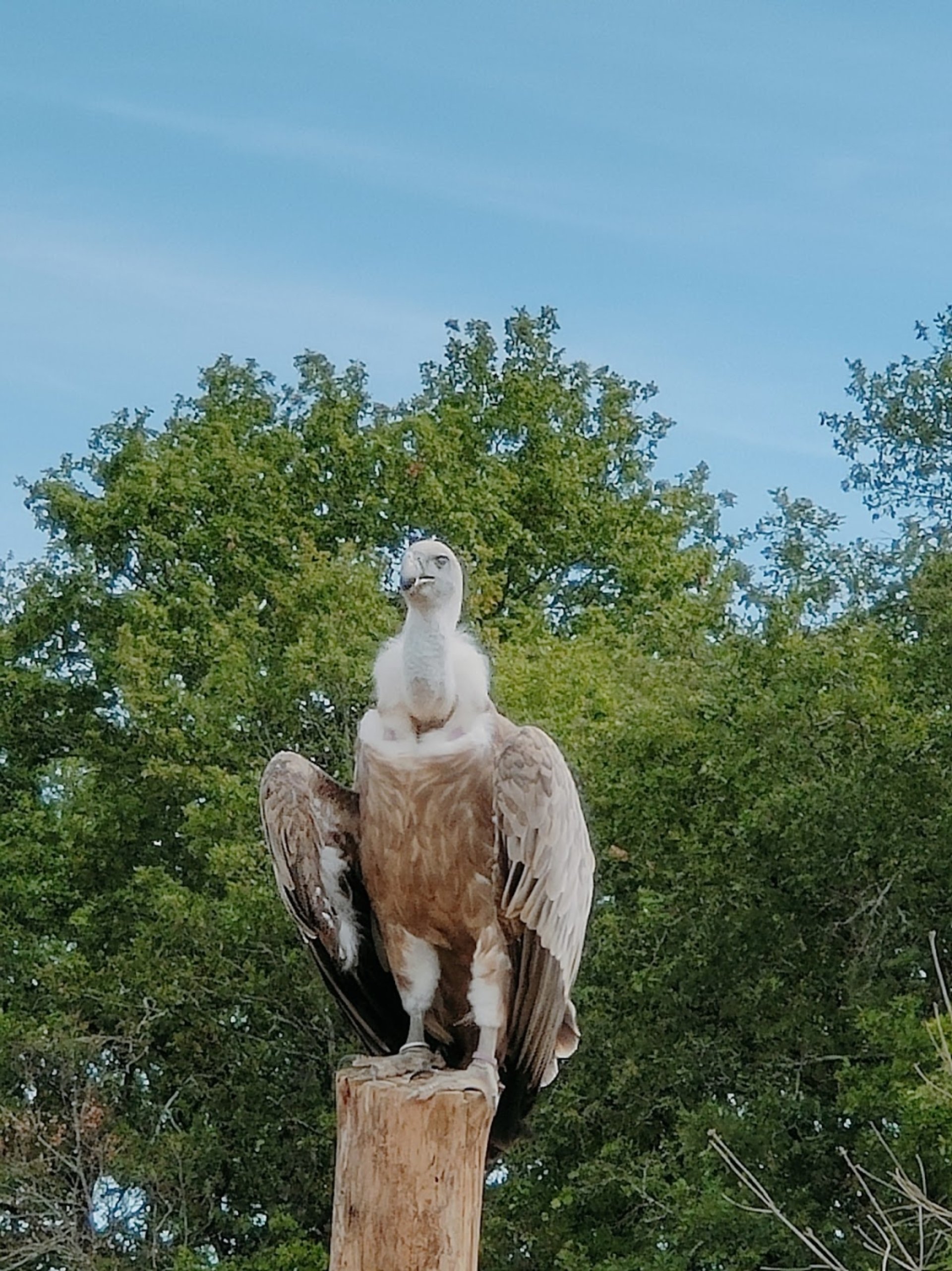 The Wild Park Zoo, Angoulême: Information, Tickets and Reviews
