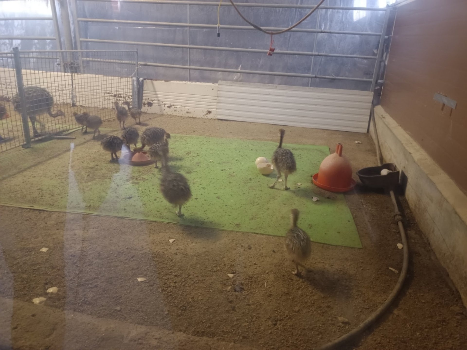 Sèvre Autruche, Courlay: Information, Tickets and Reviews