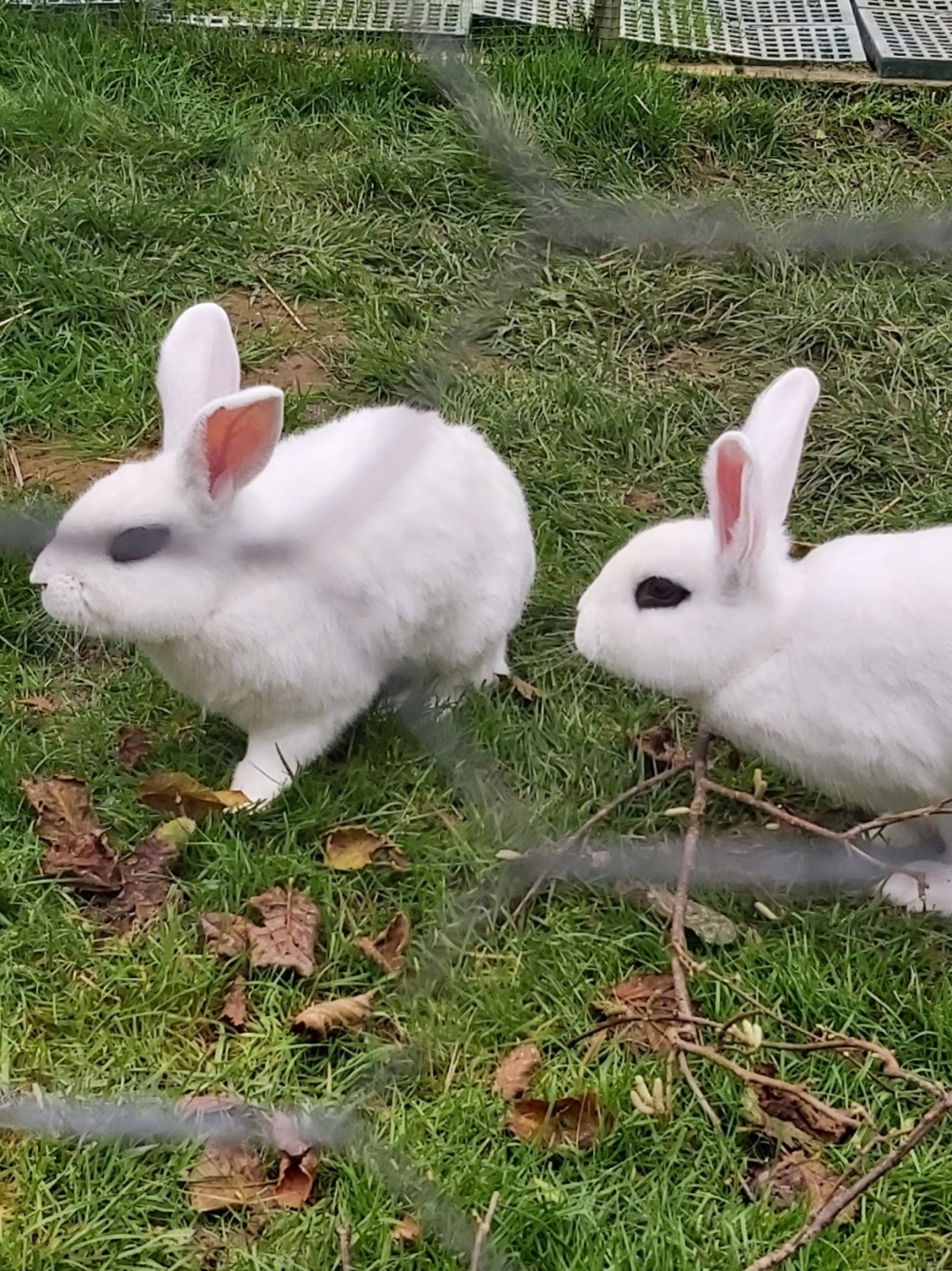 Roncheville Orchard/Animal Park Minigolf/Orchard Rotisserie, Bavent ...