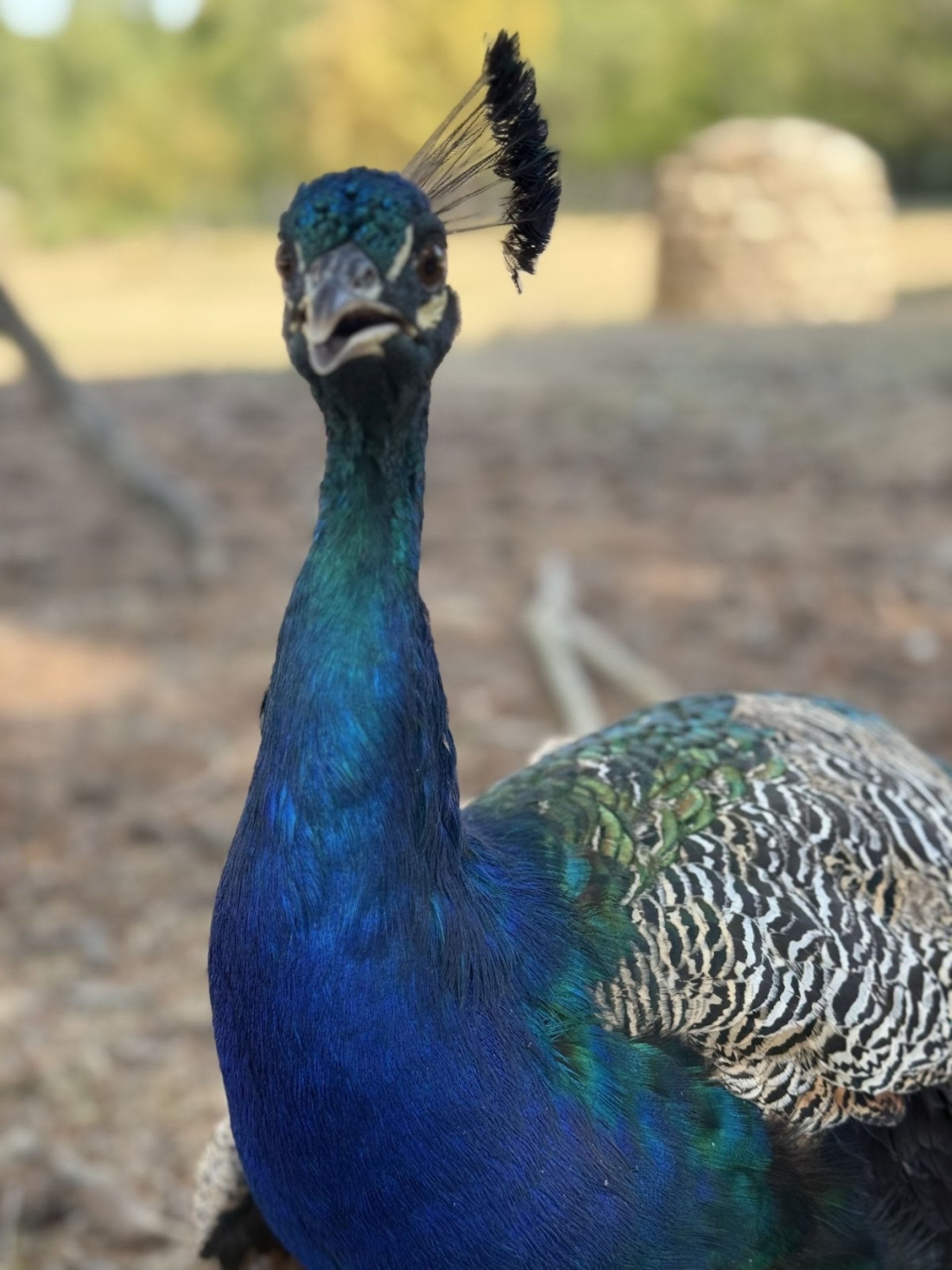 Chambaran Natural Park, Saint-Pierre-de-Bressieux: Information, Tickets ...