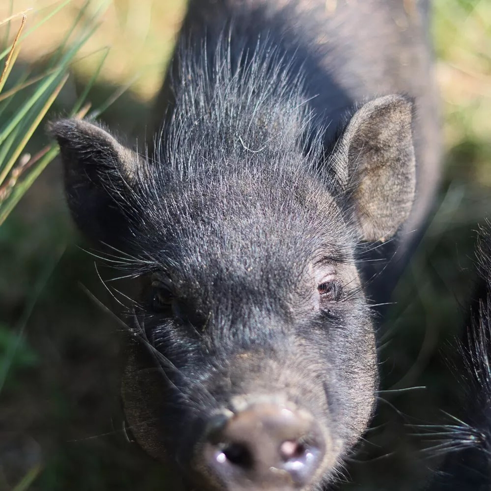 La Ferme des Marnières, Gîtes et Camping., Orthez: Información ...