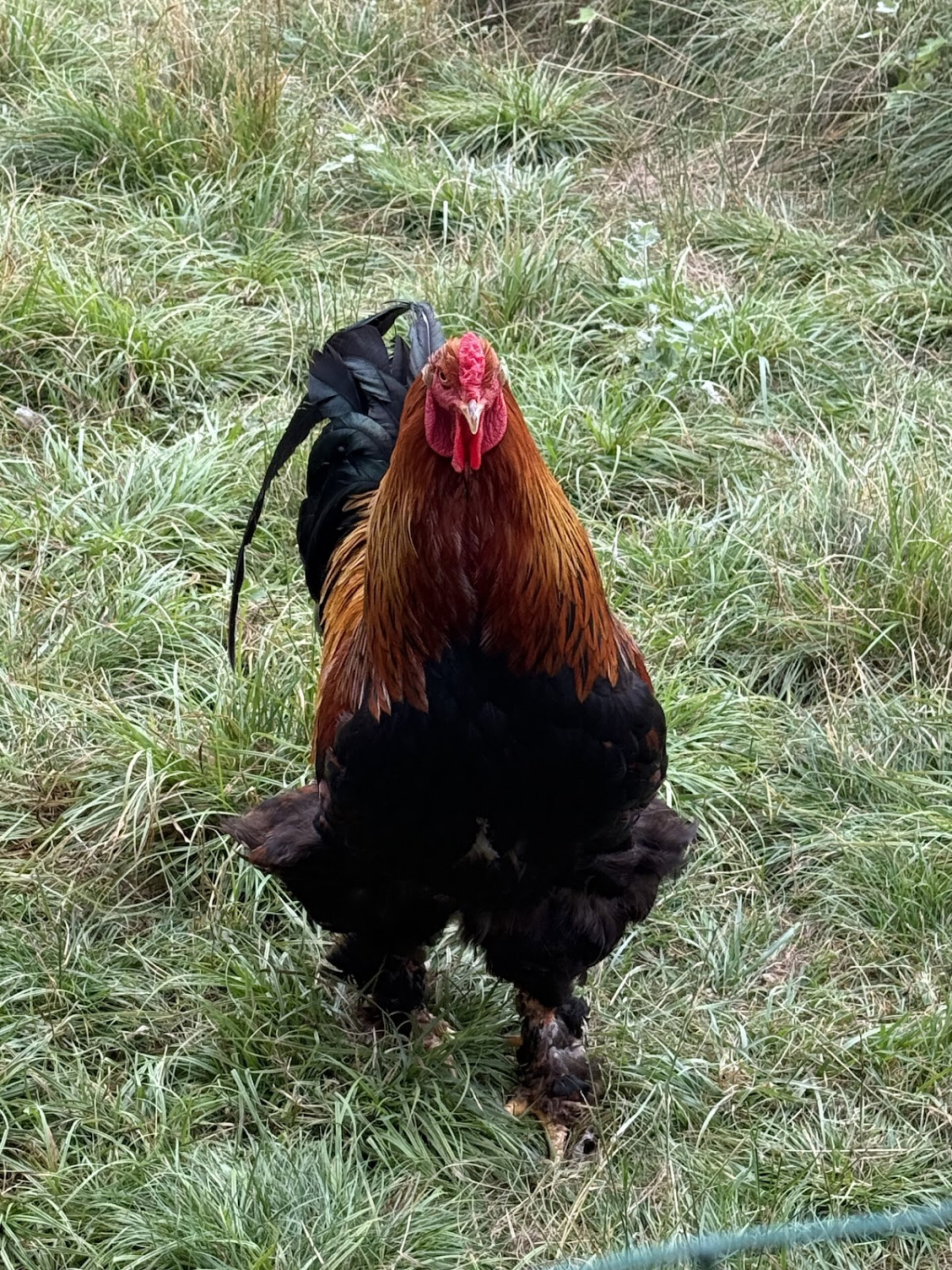 La Ferme des Marnières, Gîtes et Camping., Orthez: Información ...