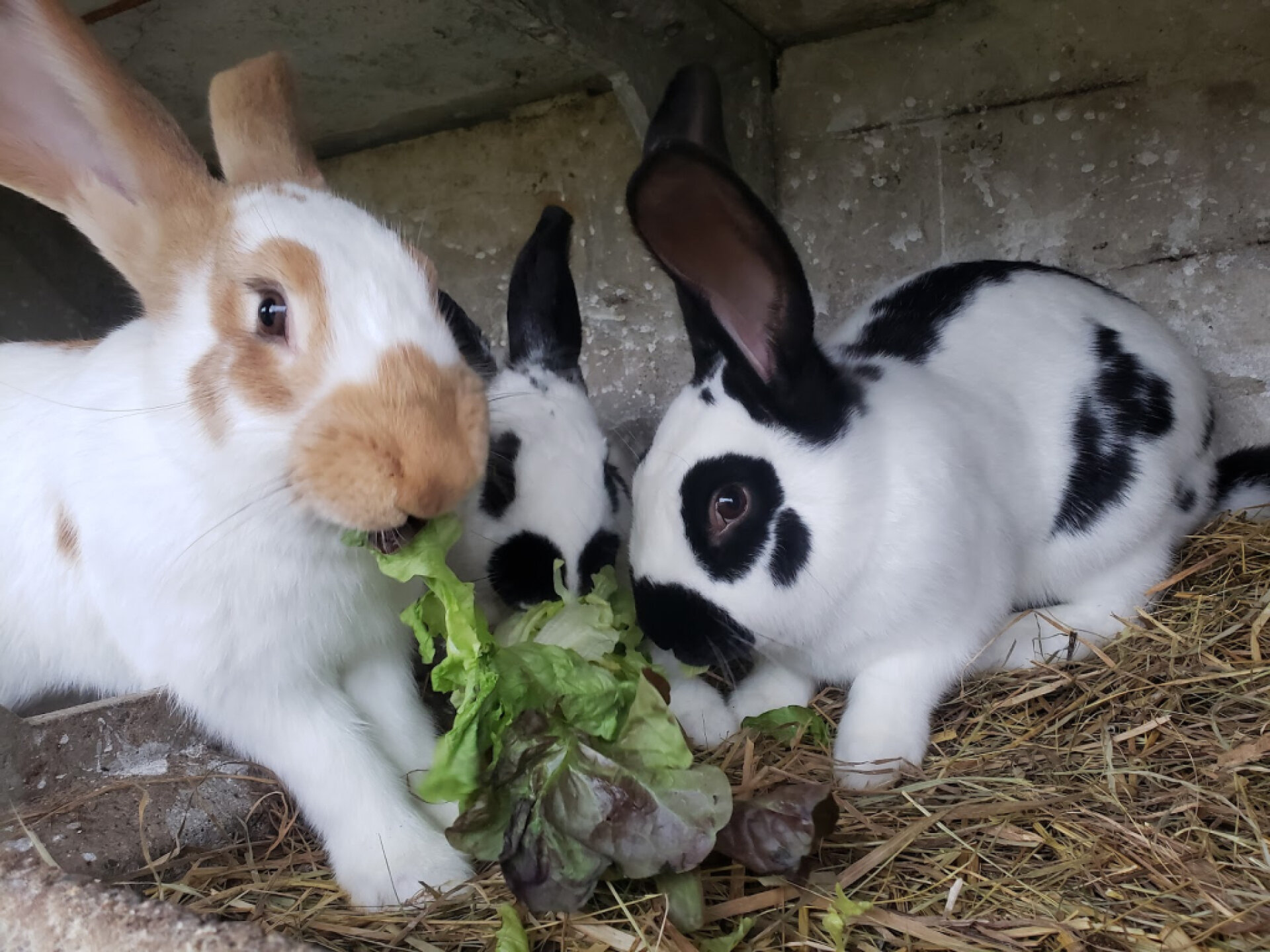La Ferme des Marnières, Gîtes et Camping., Orthez: Información ...